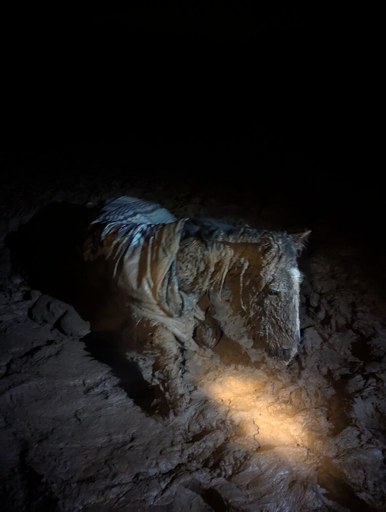 Rescuers Find A Horse Frozen In Deep Mud And Know They Have To Act Fast ...