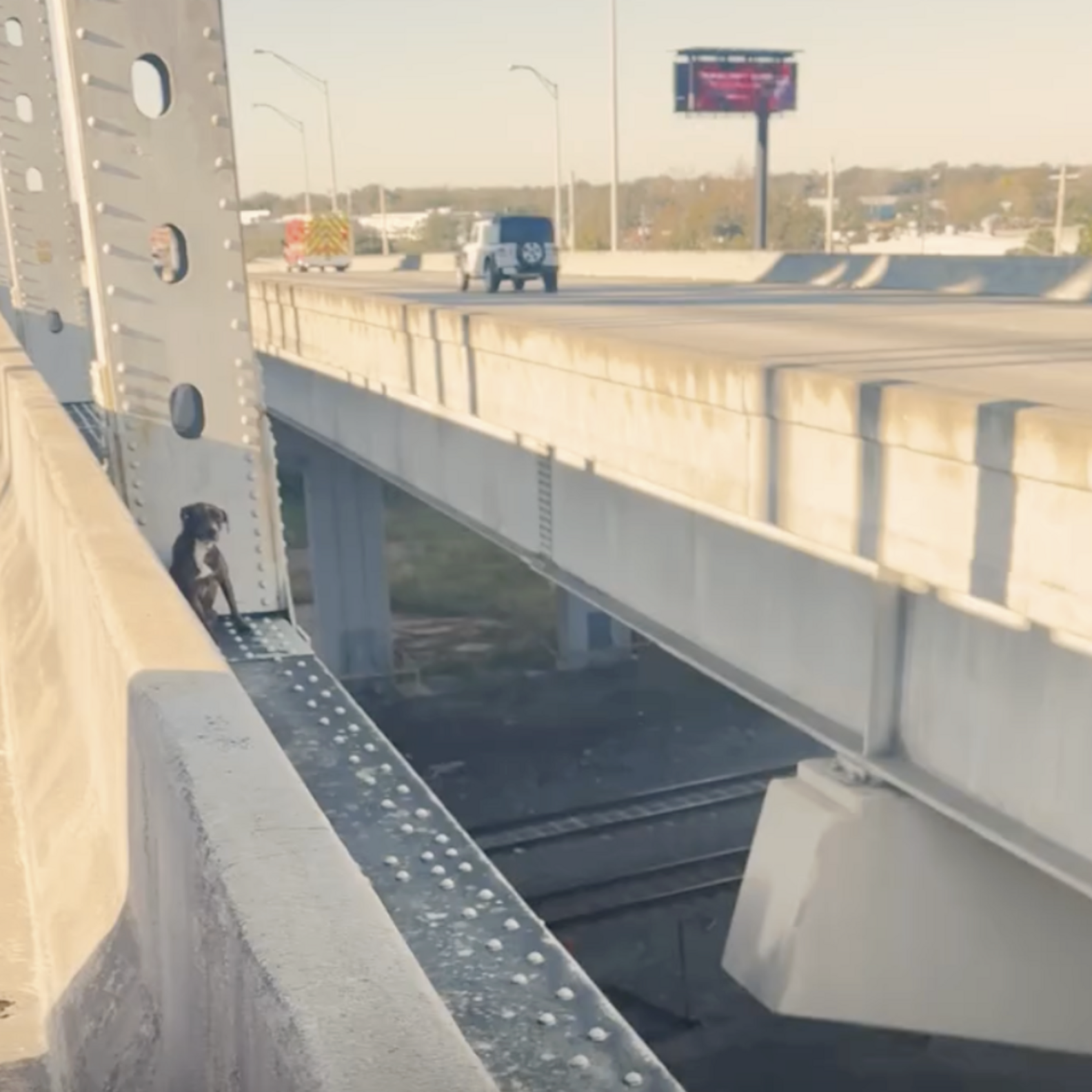 She Trembled On A Bridge For 12 Hours Until A Driver Finally Noticed ...
