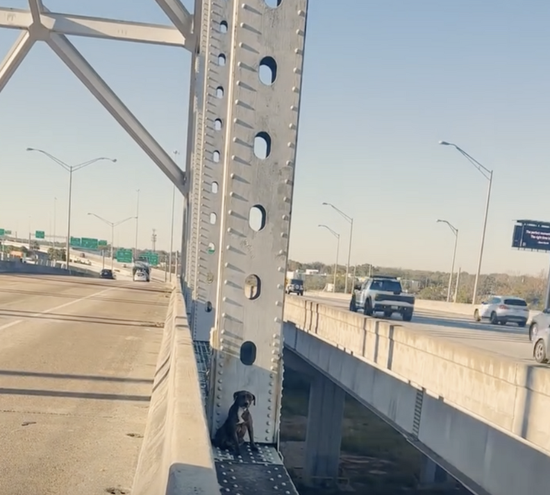 She Trembled On A Bridge For 12 Hours Until A Driver Finally Noticed ...