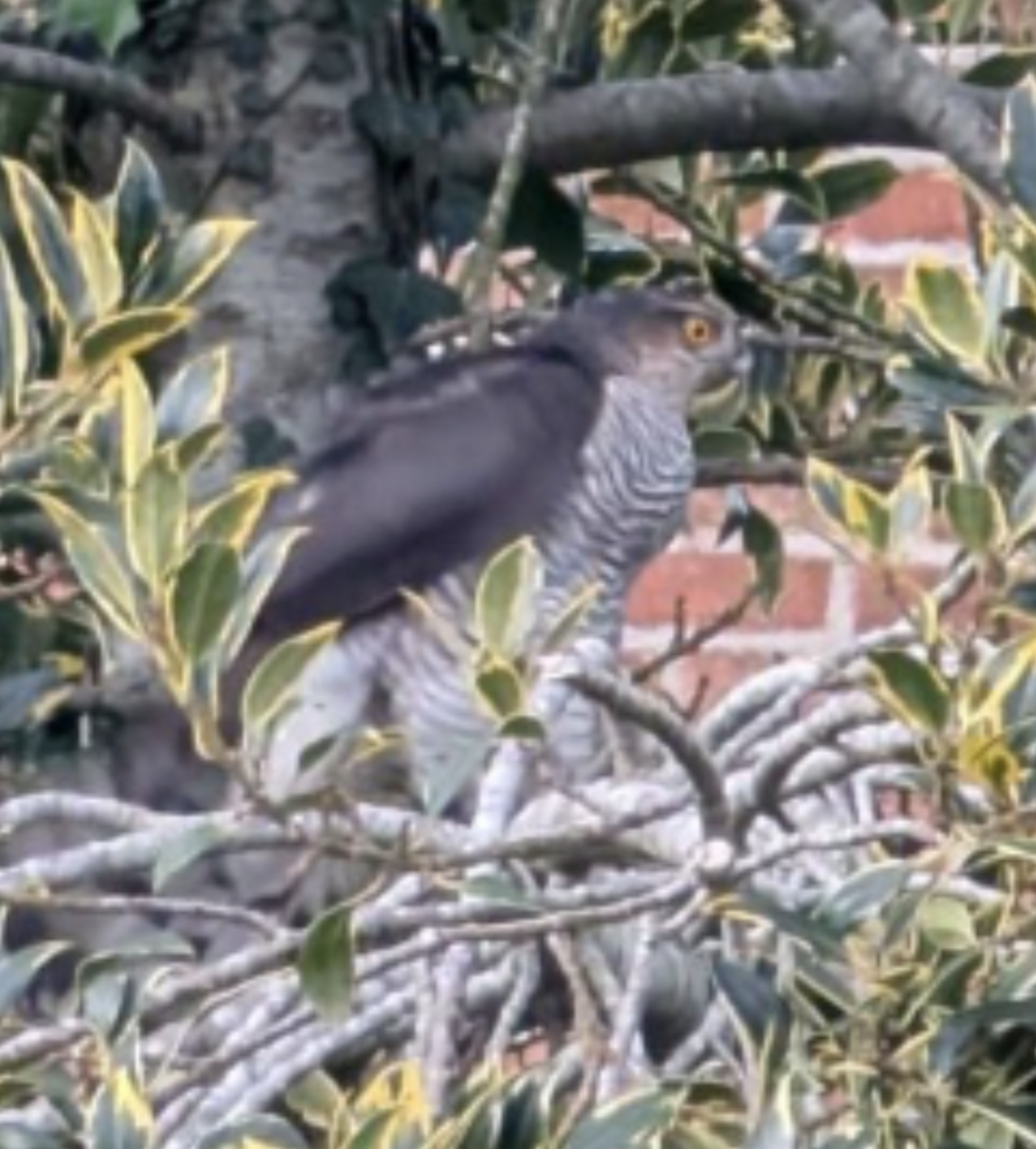 Rescuers Squint To Catch Recently Released Bird Who's Hiding In Plain ...