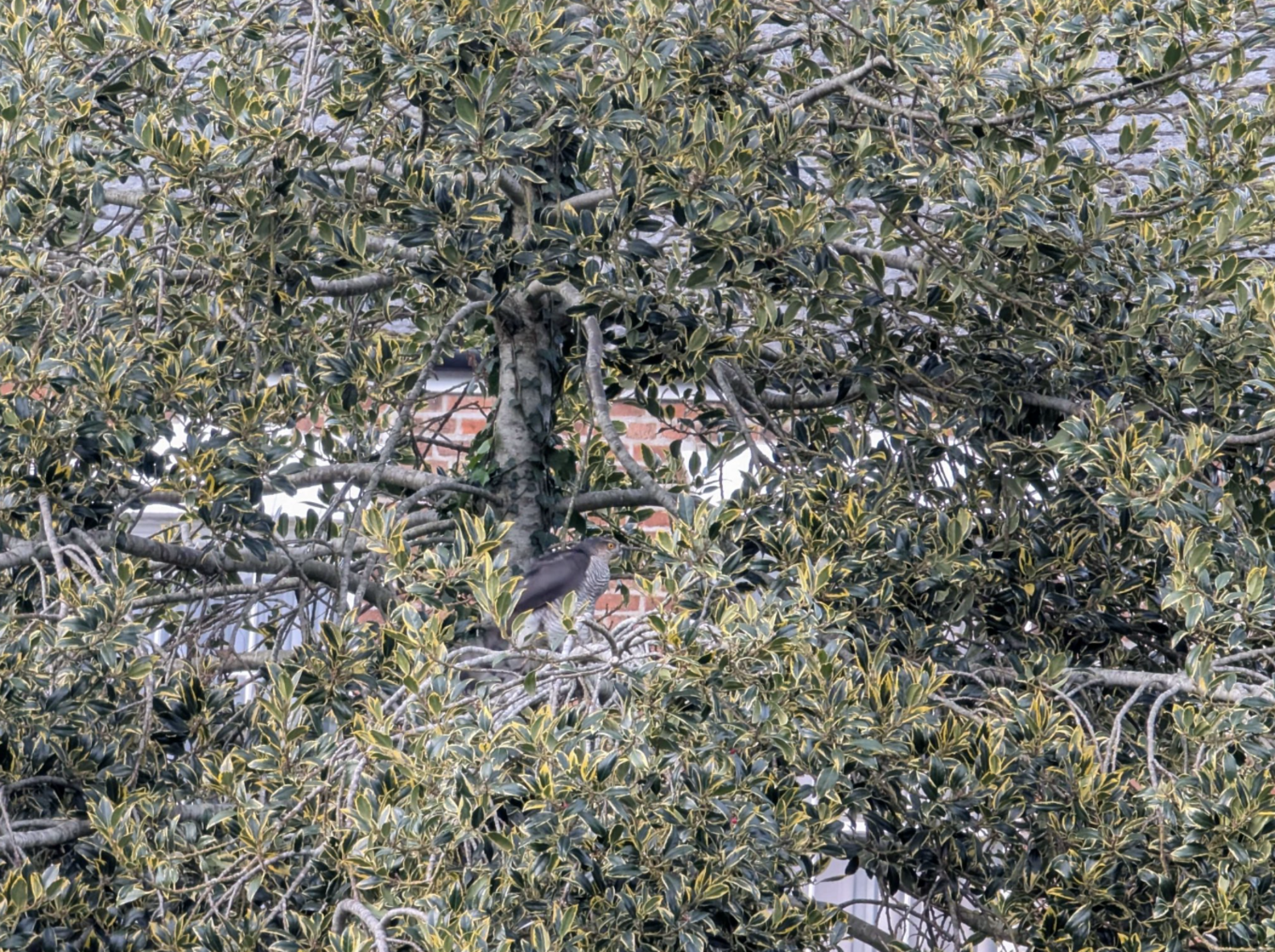 Rescuers Squint To Catch Recently Released Bird Who's Hiding In Plain ...