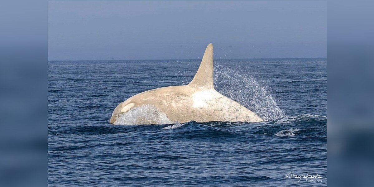 Albino Killer Whale Orca Vs Great White: Killer Duel Explained