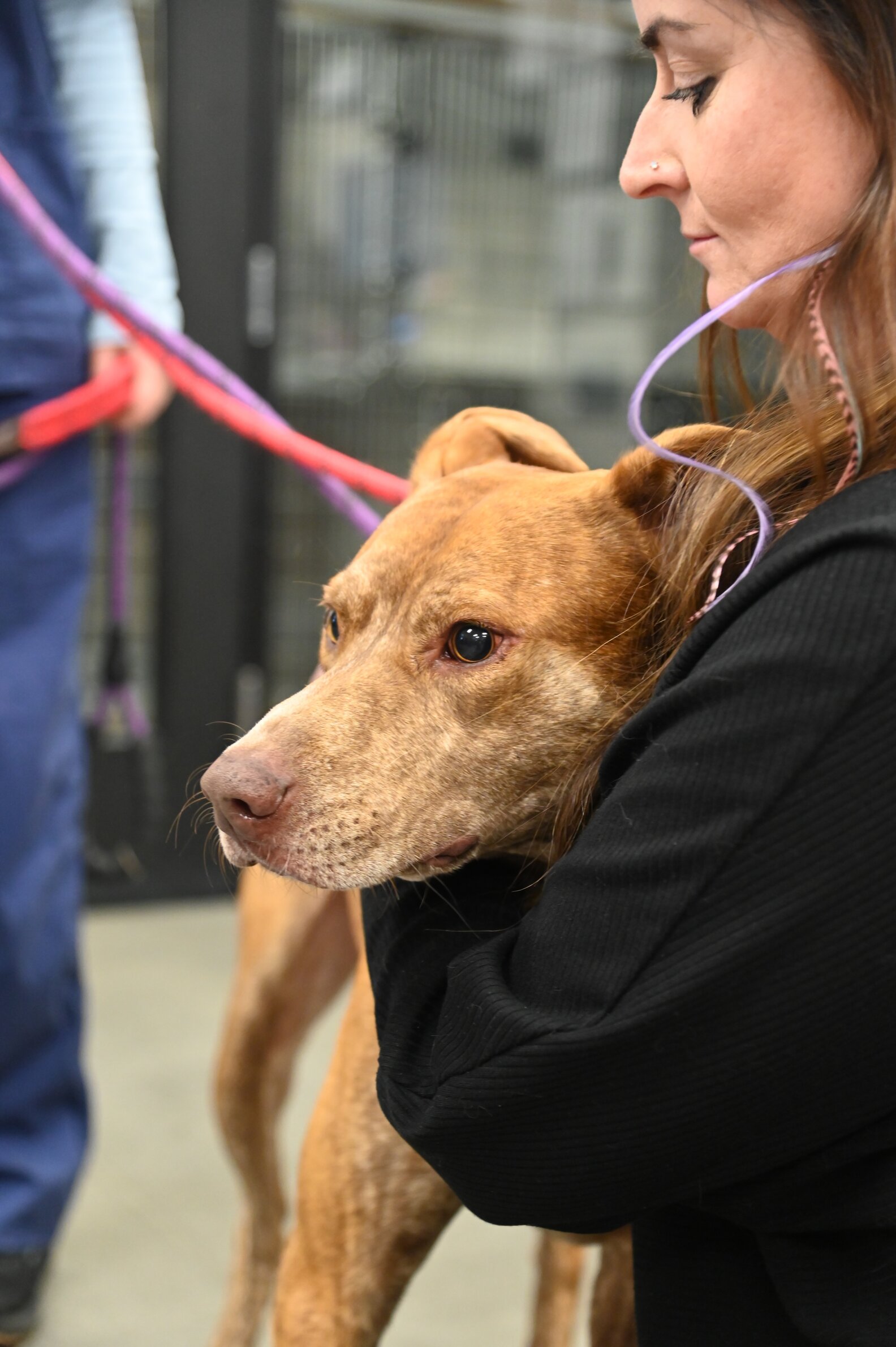 Stray Dog Is Found Looking Disoriented — And Rescuers Are Shocked To ...