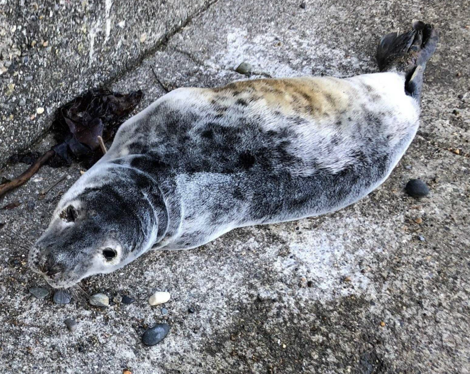Beachgoer Spots Gray Blob On Pier And Ends Up Saving A Baby Animal ...