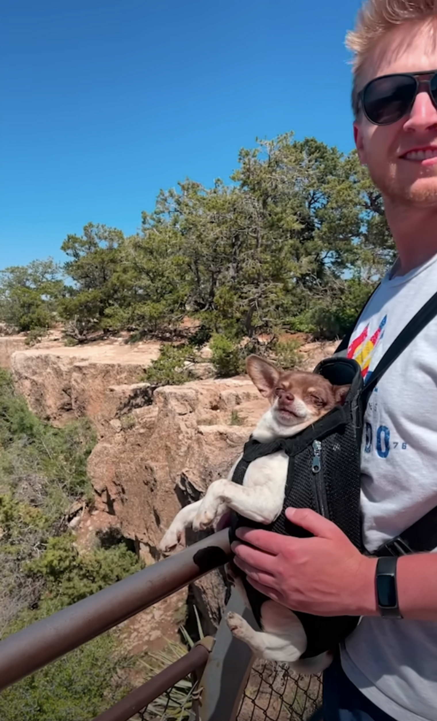 Very Chubby Rescue Chihuahua Goes On Journey To Lose Half His Body ...
