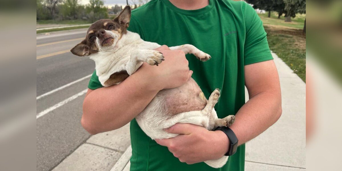 Very Chubby Rescue Chihuahua Goes On Journey To Lose Half His Body ...