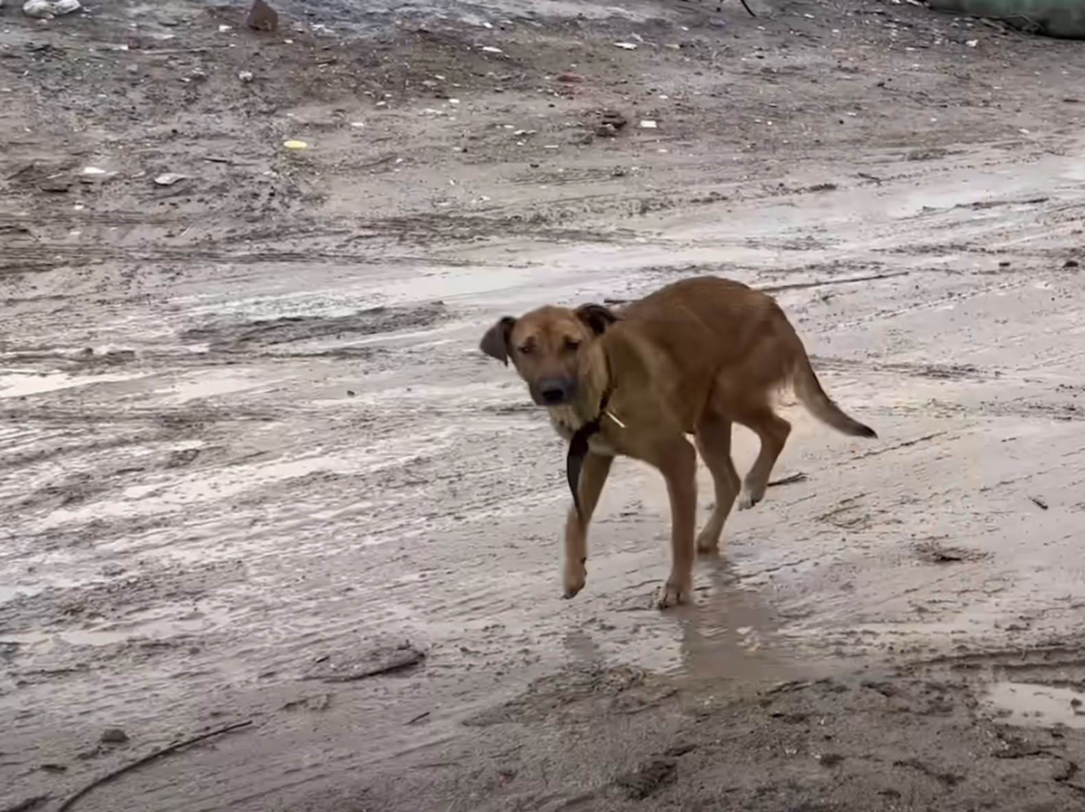 Dog Living In Garbage Dump Limps Up To Rescuer And Melts In Her Arms ...