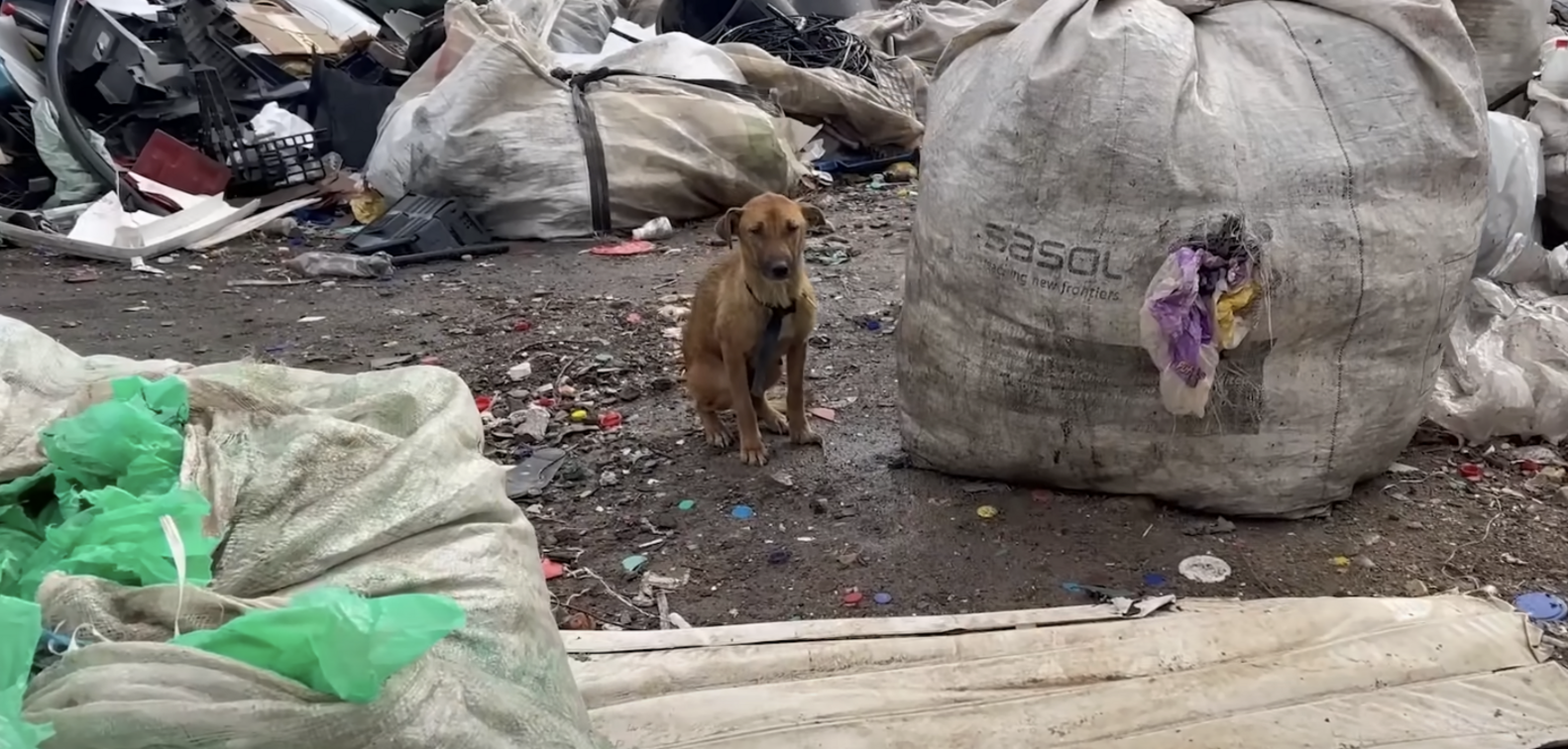 Dog Living In Garbage Dump Limps Up To Rescuer And Melts In Her Arms ...