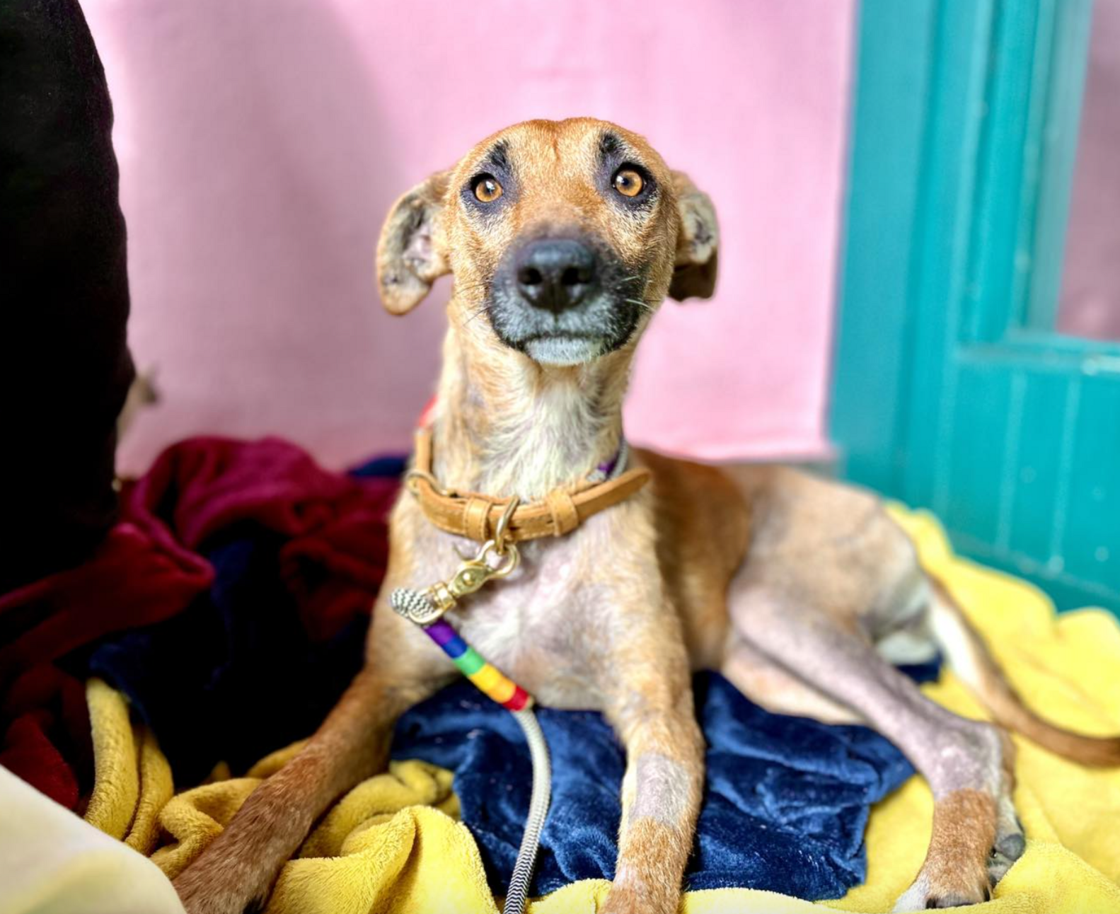 Dog Living In Garbage Dump Limps Up To Rescuer And Melts In Her Arms ...