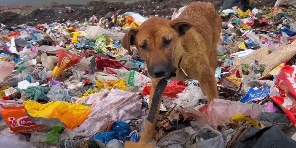Dog Living In Garbage Dump Limps Up To Rescuer And Melts In Her Arms ...