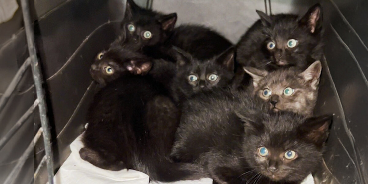 Woman Rescues Six Tiny Kittens From A Parking Garage - Videos - The Dodo