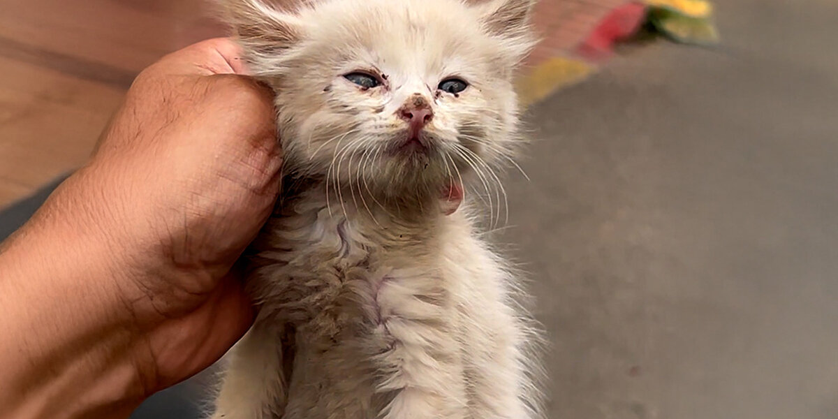 Tiny Rescue Kitten Saved at the Last Minute – Needs a Loving Home ...