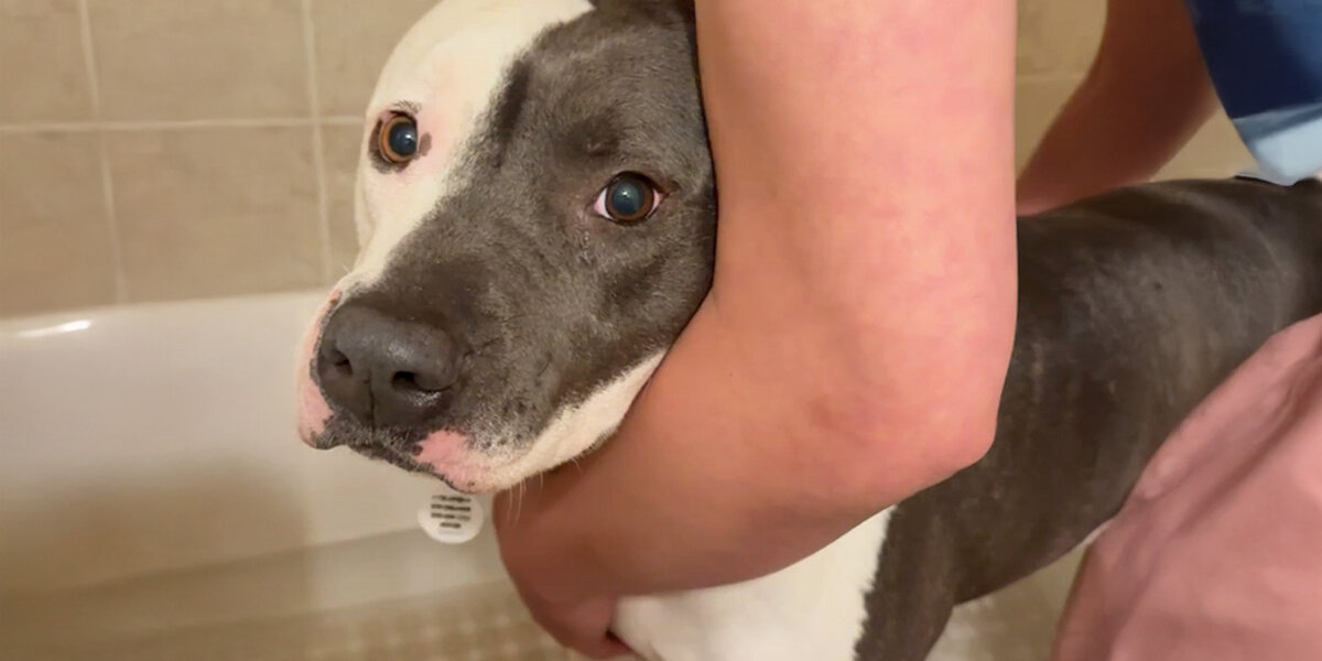 Pittie Who Can't Stop Suckling On Stuffies Needs A Home - Videos - The Dodo