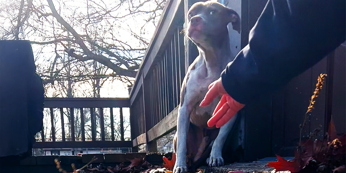 Lost And Shaking Pittie Doesn't Realize They're Here To Save Him ...