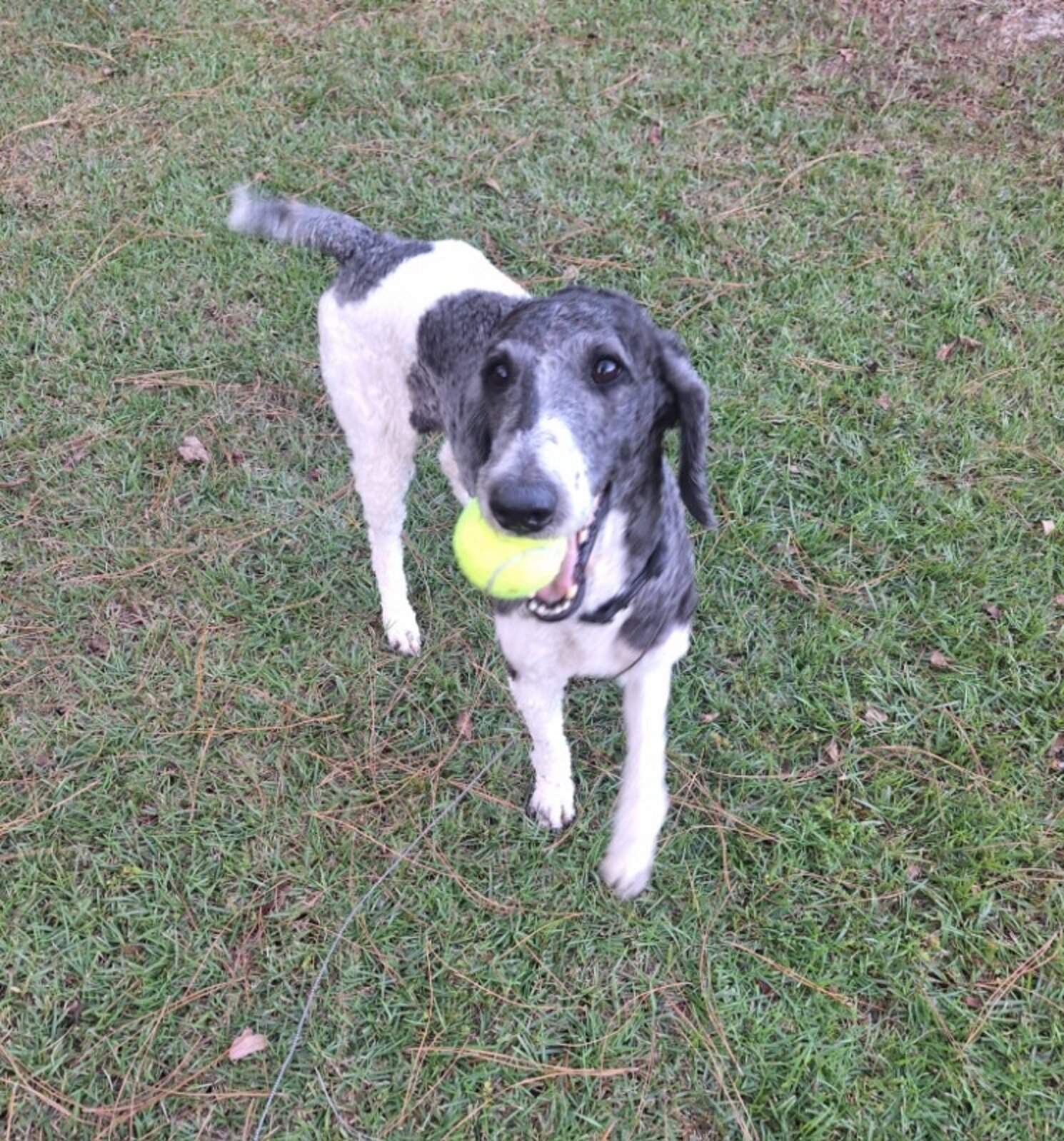 Group Of Matted Rescue Dogs Stuns Rescuers After Losing Over 50 Pounds ...