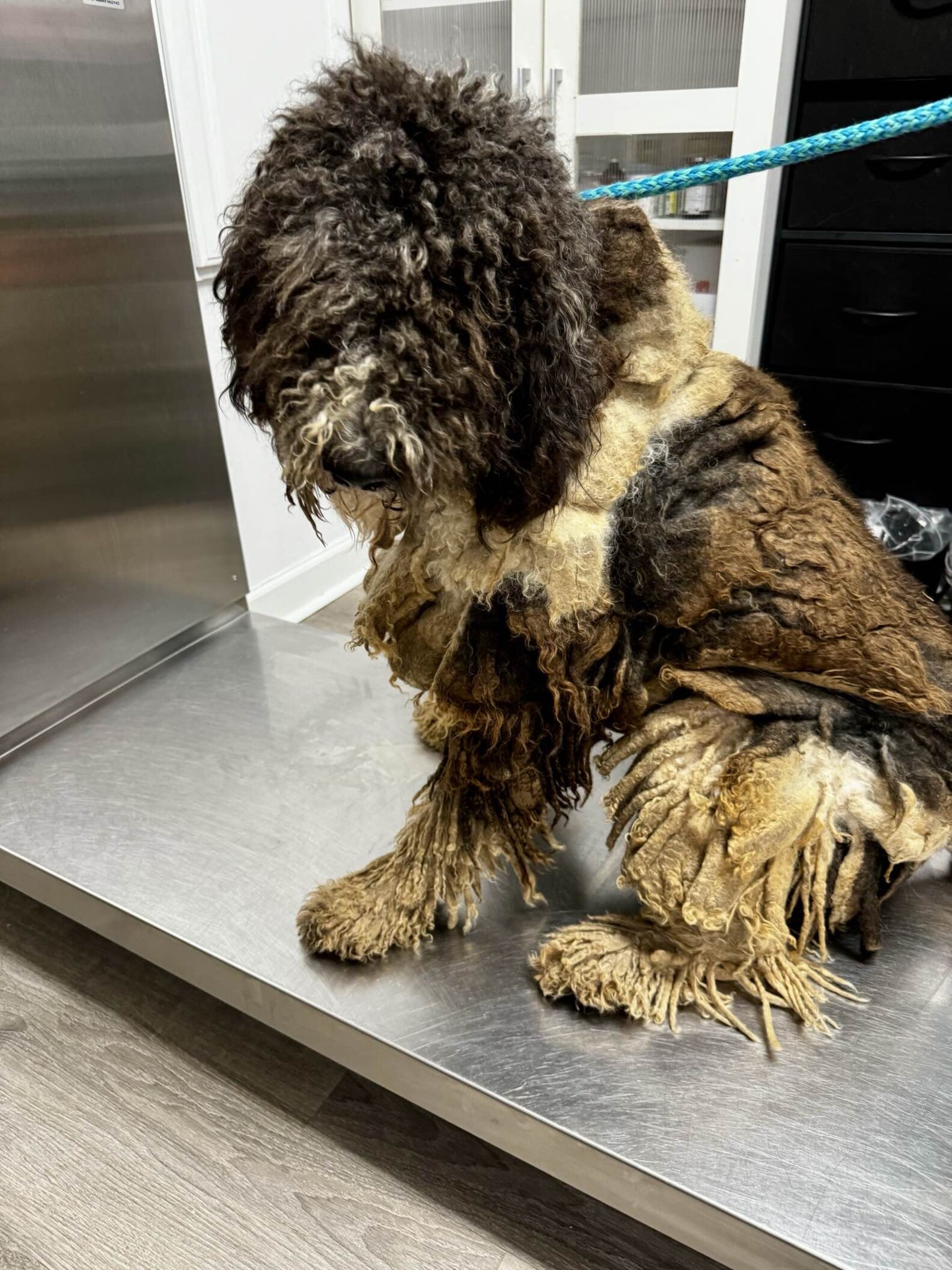 Group Of Matted Rescue Dogs Stuns Rescuers After Losing Over 50 Pounds ...