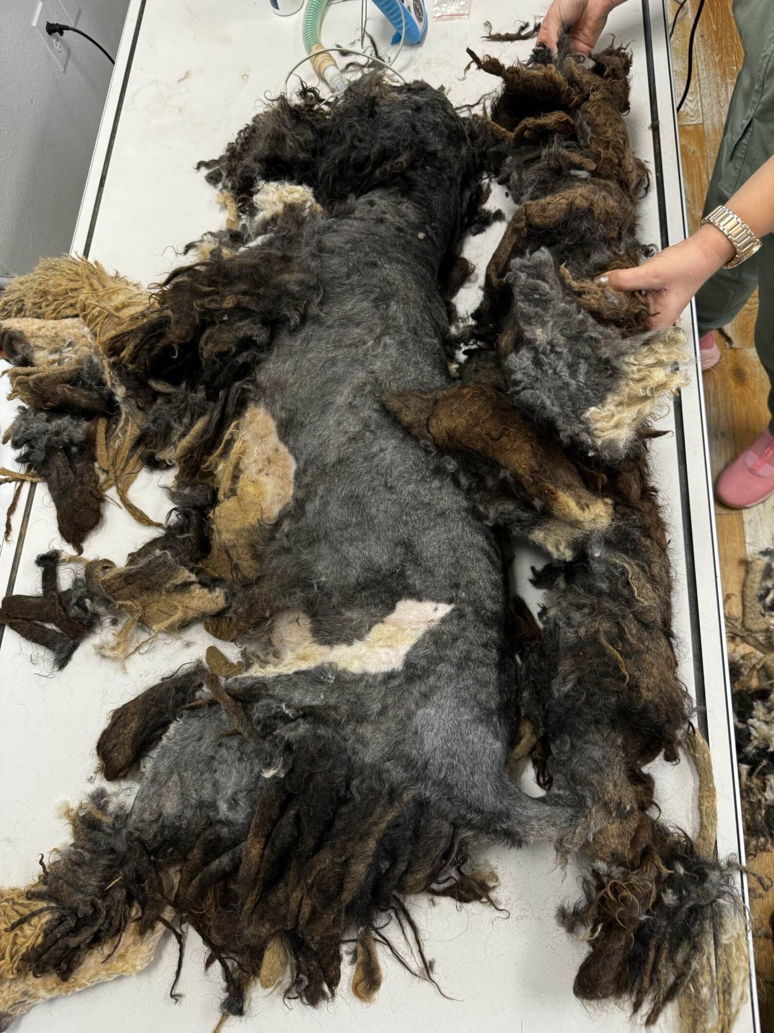 Group Of Matted Rescue Dogs Stuns Rescuers After Losing Over 50 Pounds ...
