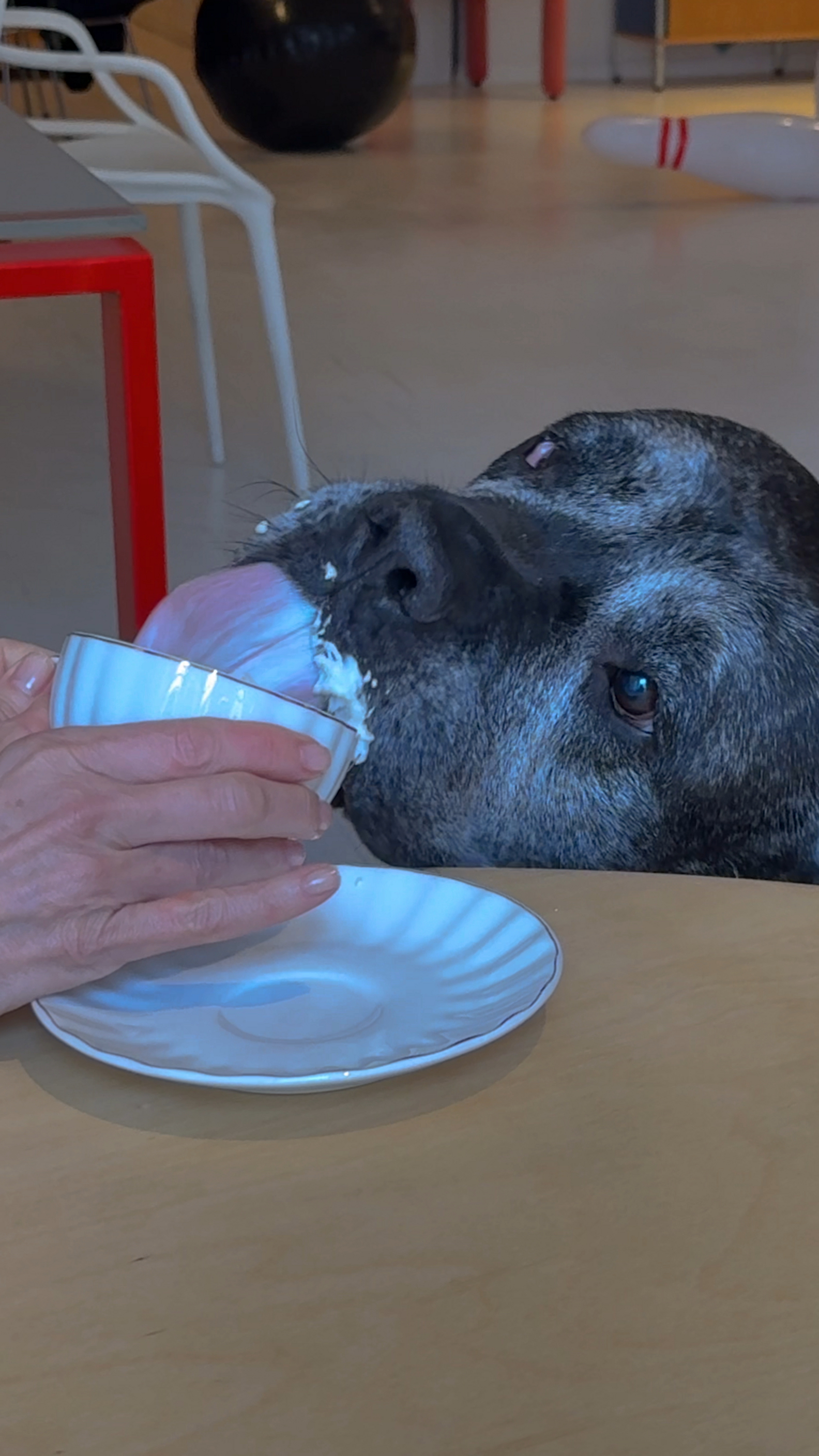 Naomi Watts Goes On A Supersized Dodo Dream Date - The Dodo