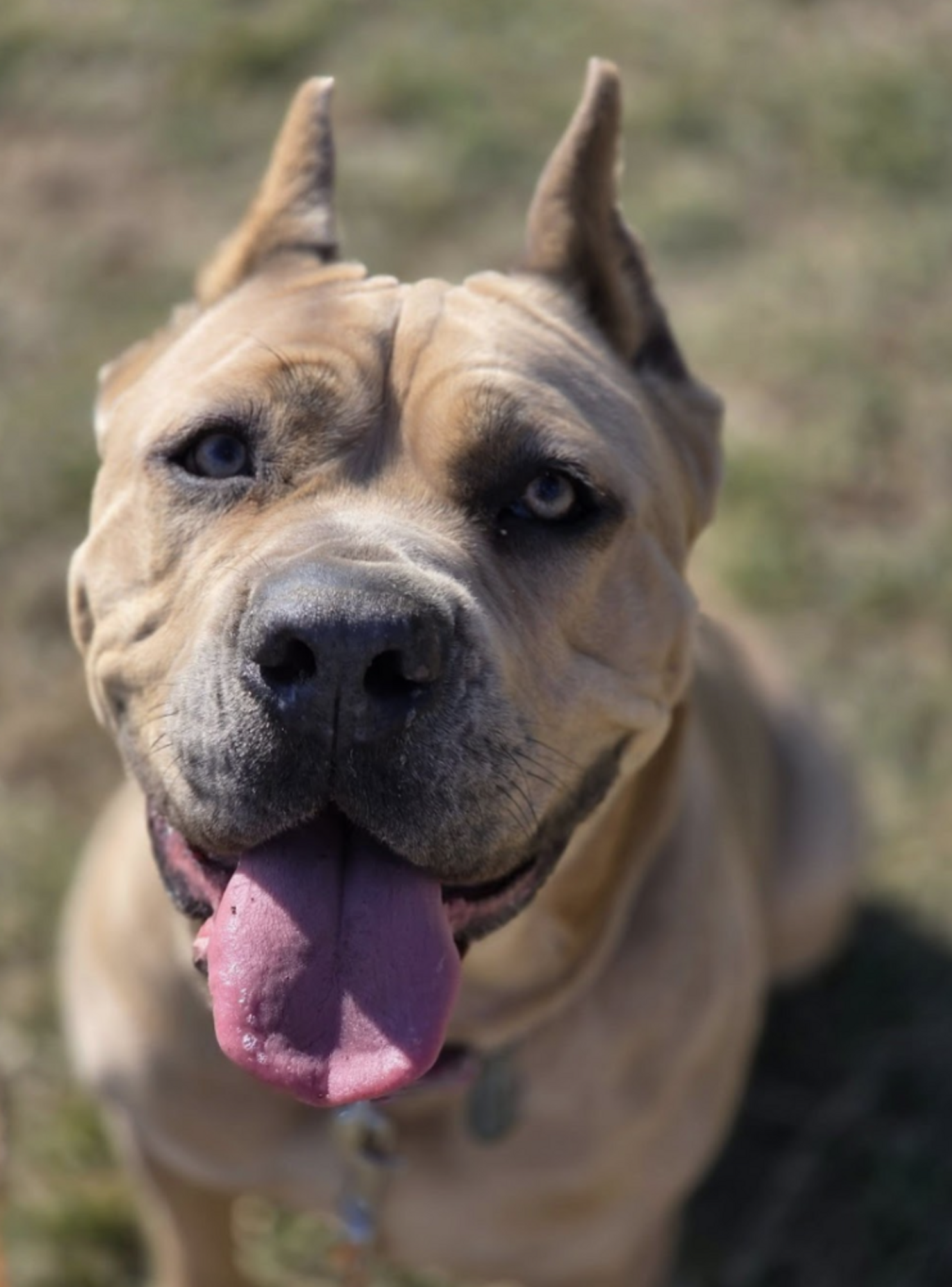 Dog With Saddest Eyes Doesn’t Know What Life Outside Shelter Feels Like ...