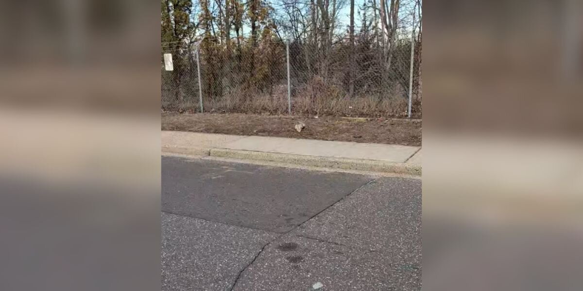 Man Sees A Gray Lump On Side Of The Road — Then Realizes It’s Breathing ...