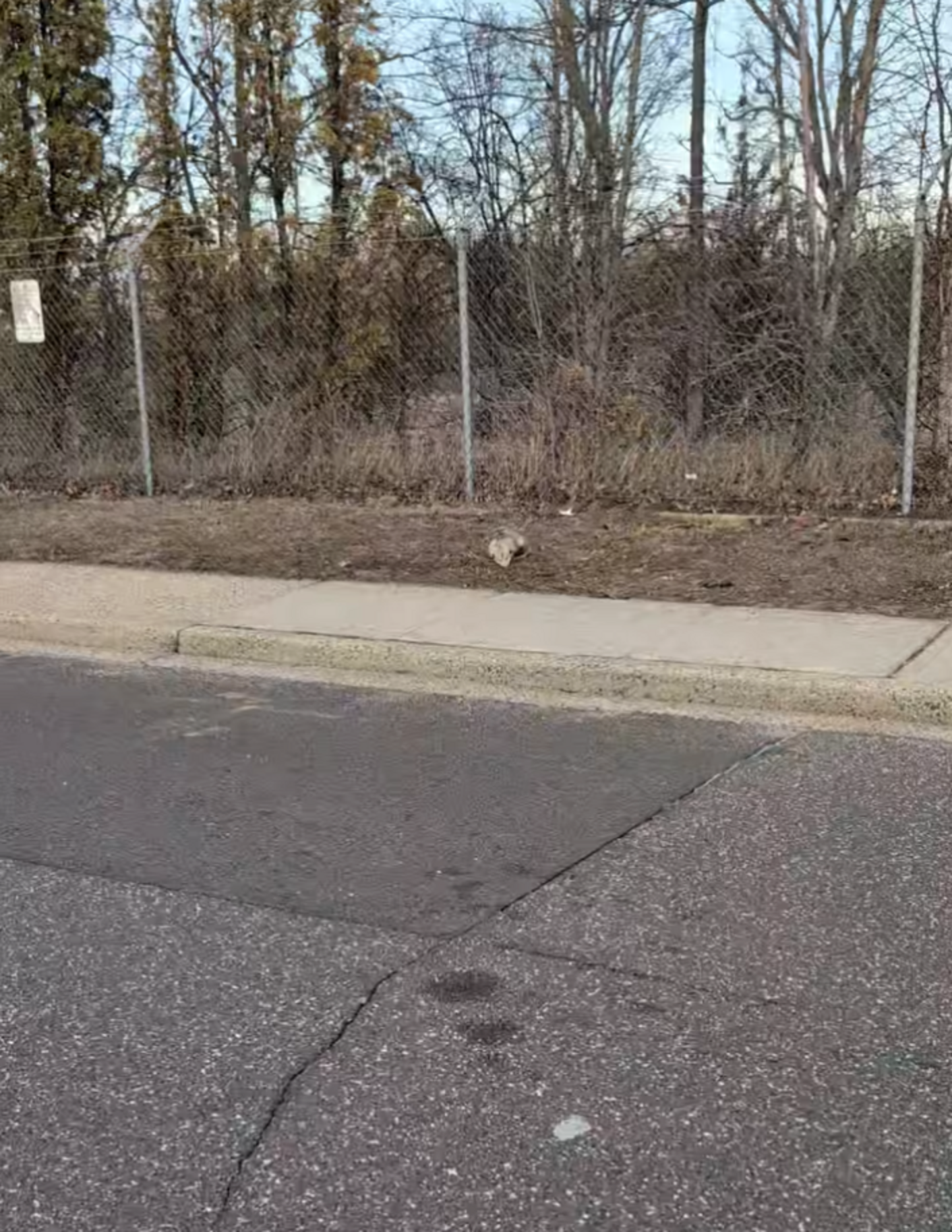 Man Sees A Gray Lump On Side Of The Road — Then Realizes It’s Breathing ...