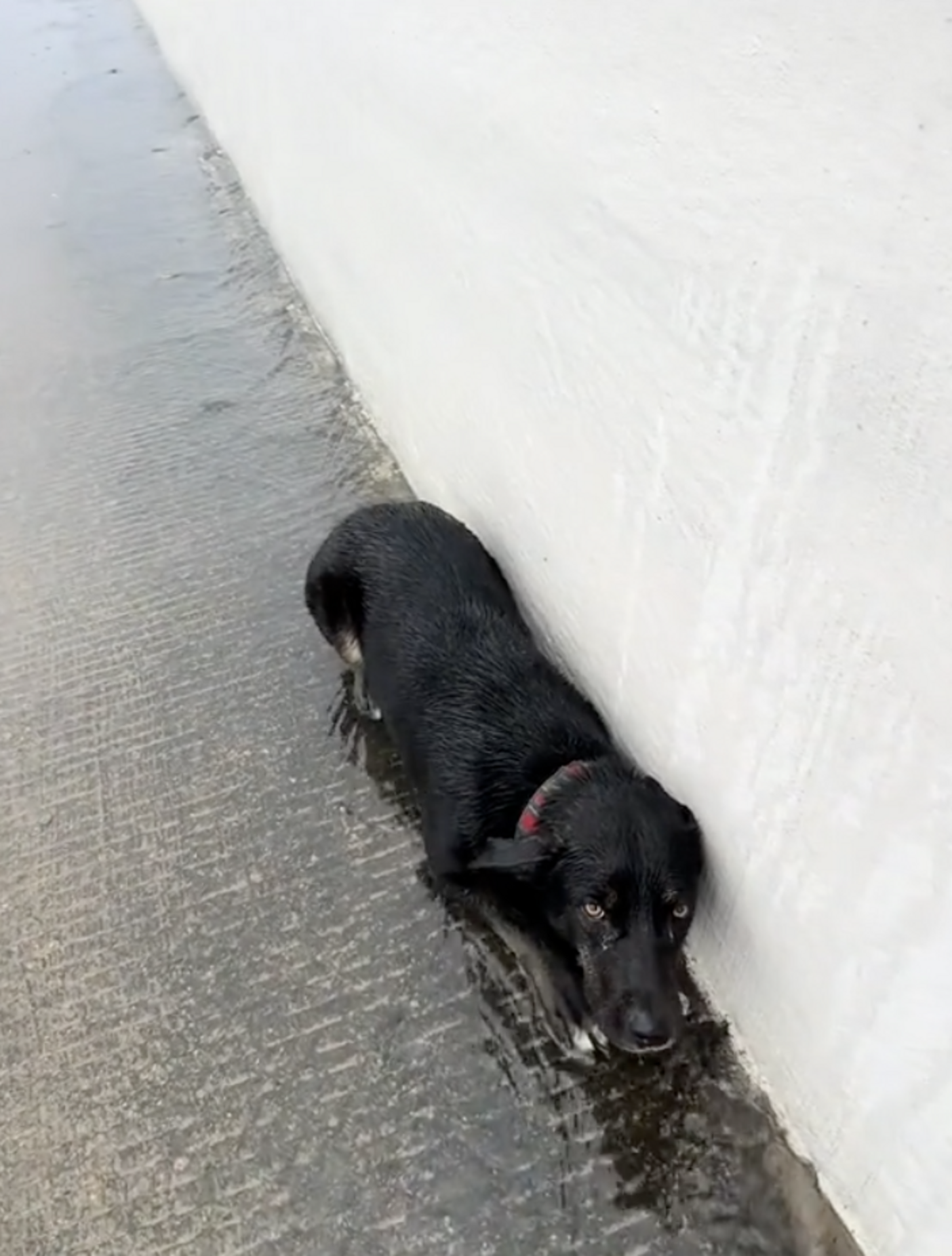 Driver Passes ‘Garbage Bag’ On Side Of Highway — Then Sees It Move ...