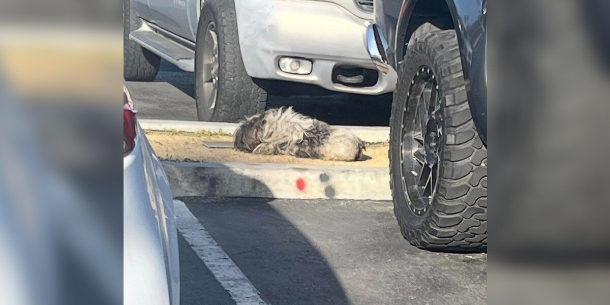 Suzette Hall rescues neglected dog in Compton | News Minimalist