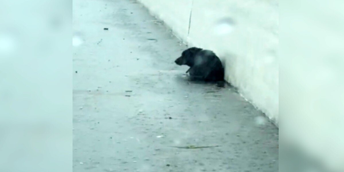 Driver Passes ‘Garbage Bag’ On Side Of Highway — Then Sees It Move ...