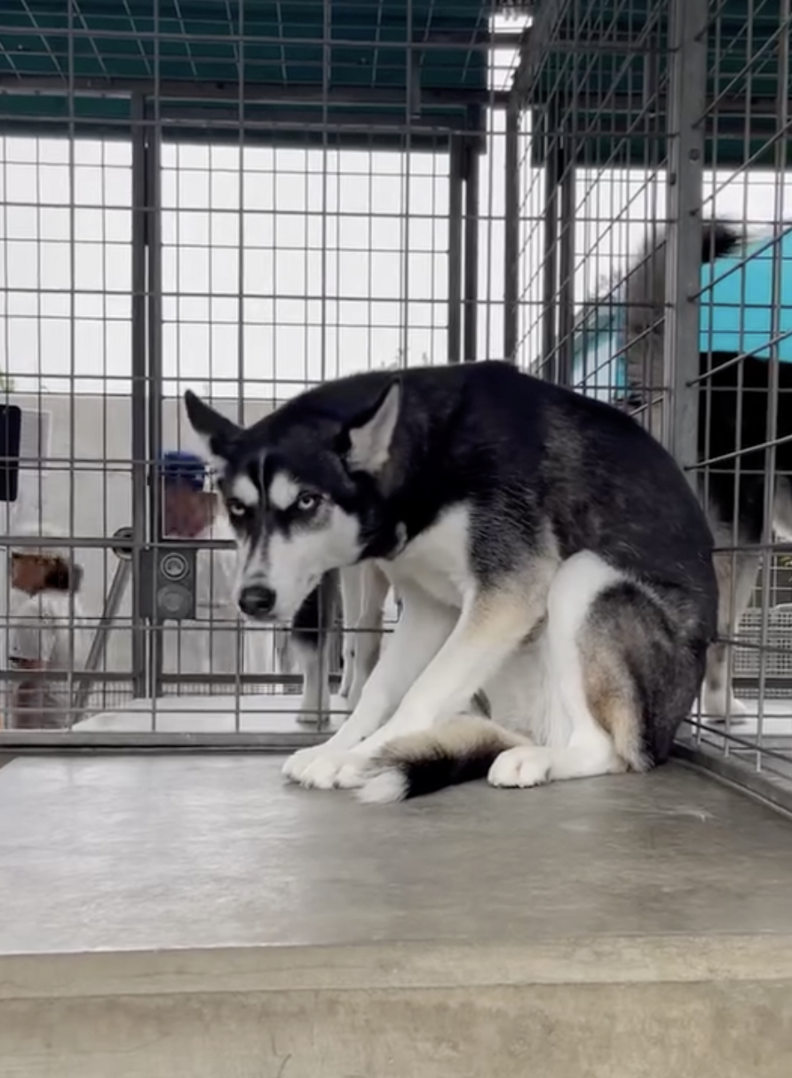 Husky Given Up For Being 'Too Much' Cowers Alone In Shelter - The Dodo