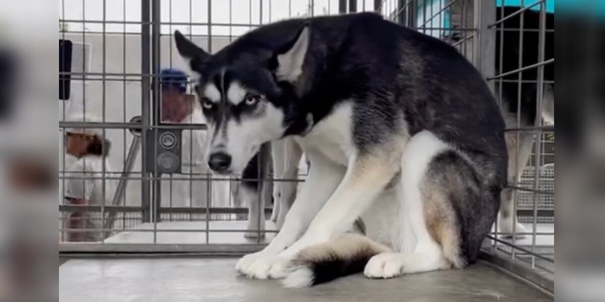 Husky Given Up For Being 'Too Much' Cowers Alone In Shelter - The Dodo