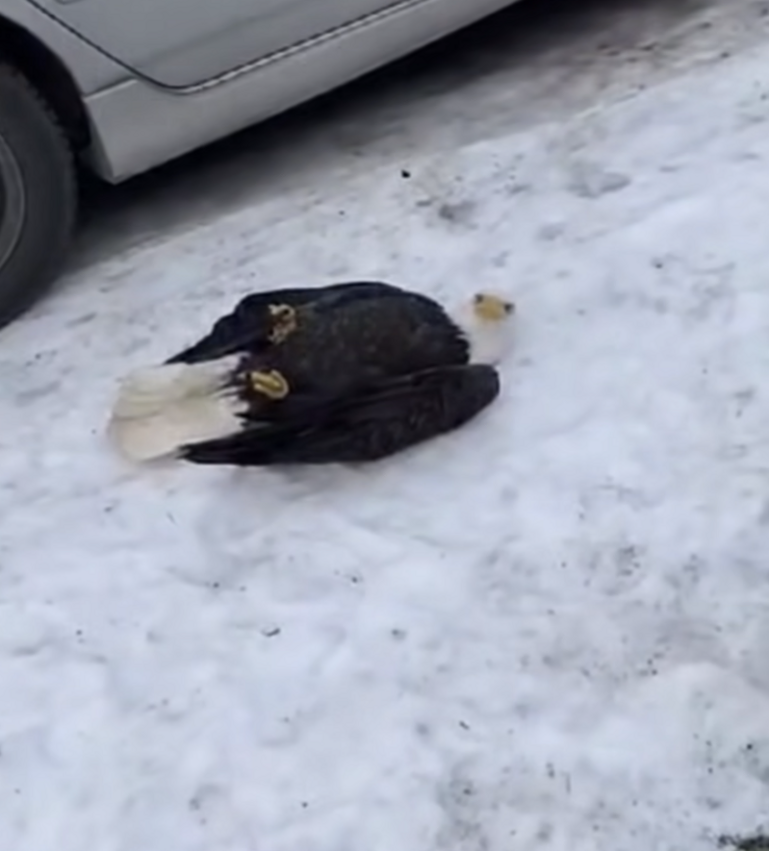 Bald Eagle Lies Helpless On Snowy Sidewalk — But He Isn't Alone For ...