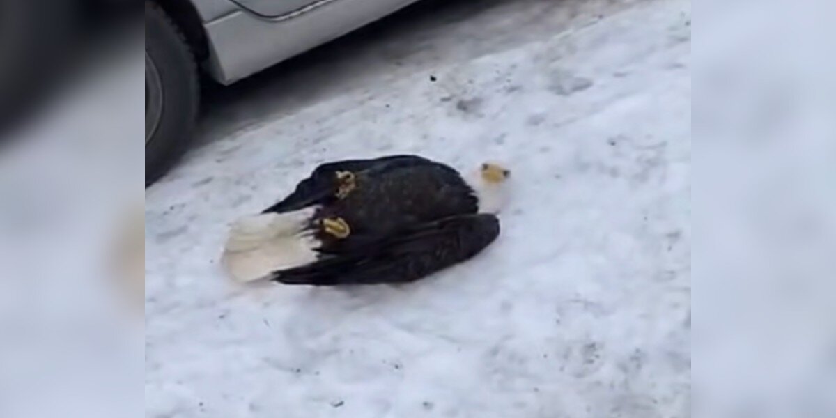 Bald Eagle Lies Helpless On Snowy Sidewalk — But He Isn't Alone For ...