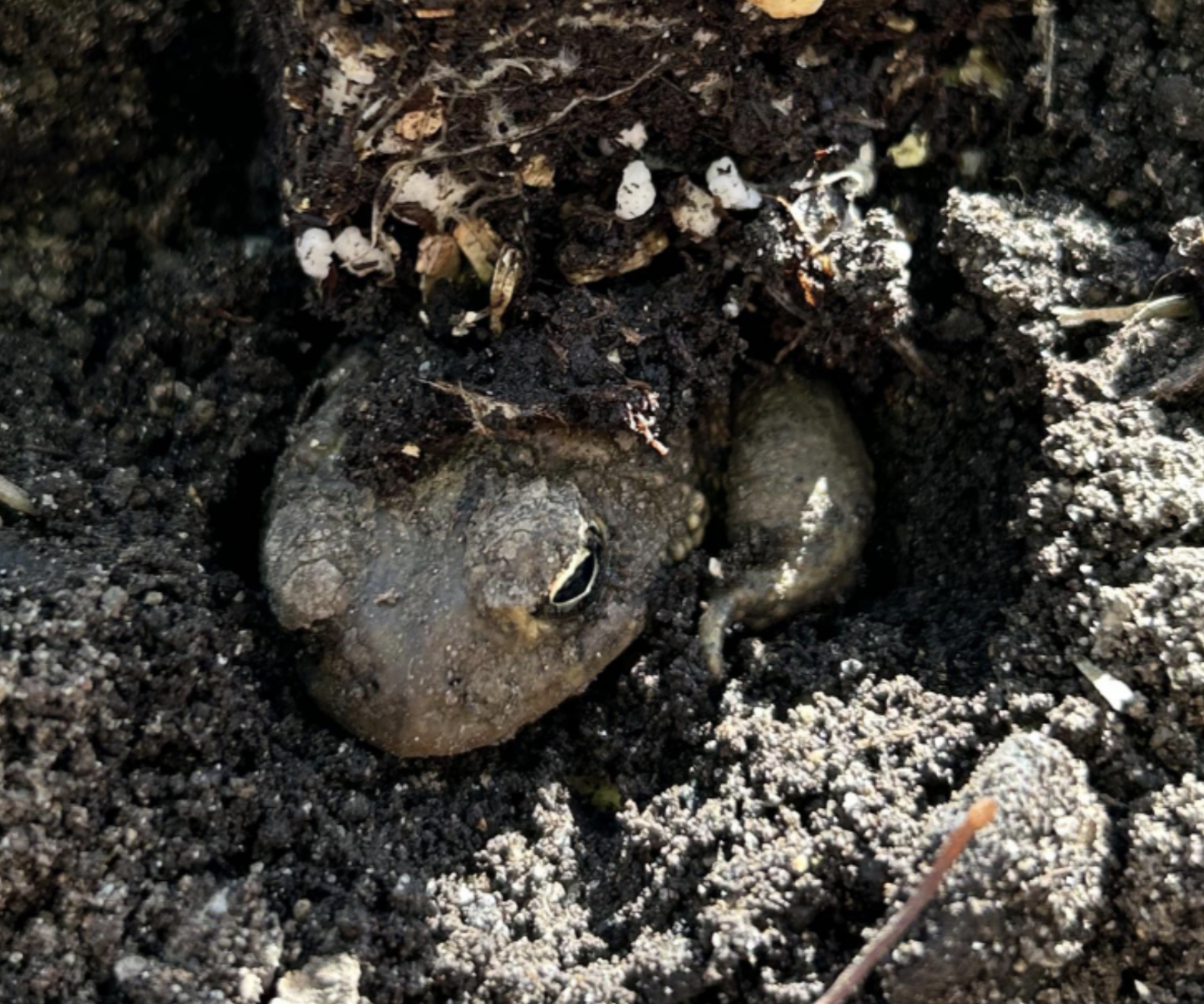 Guy Setting Out New Plants In Garden Suddenly Realizes He's Not Alone ...