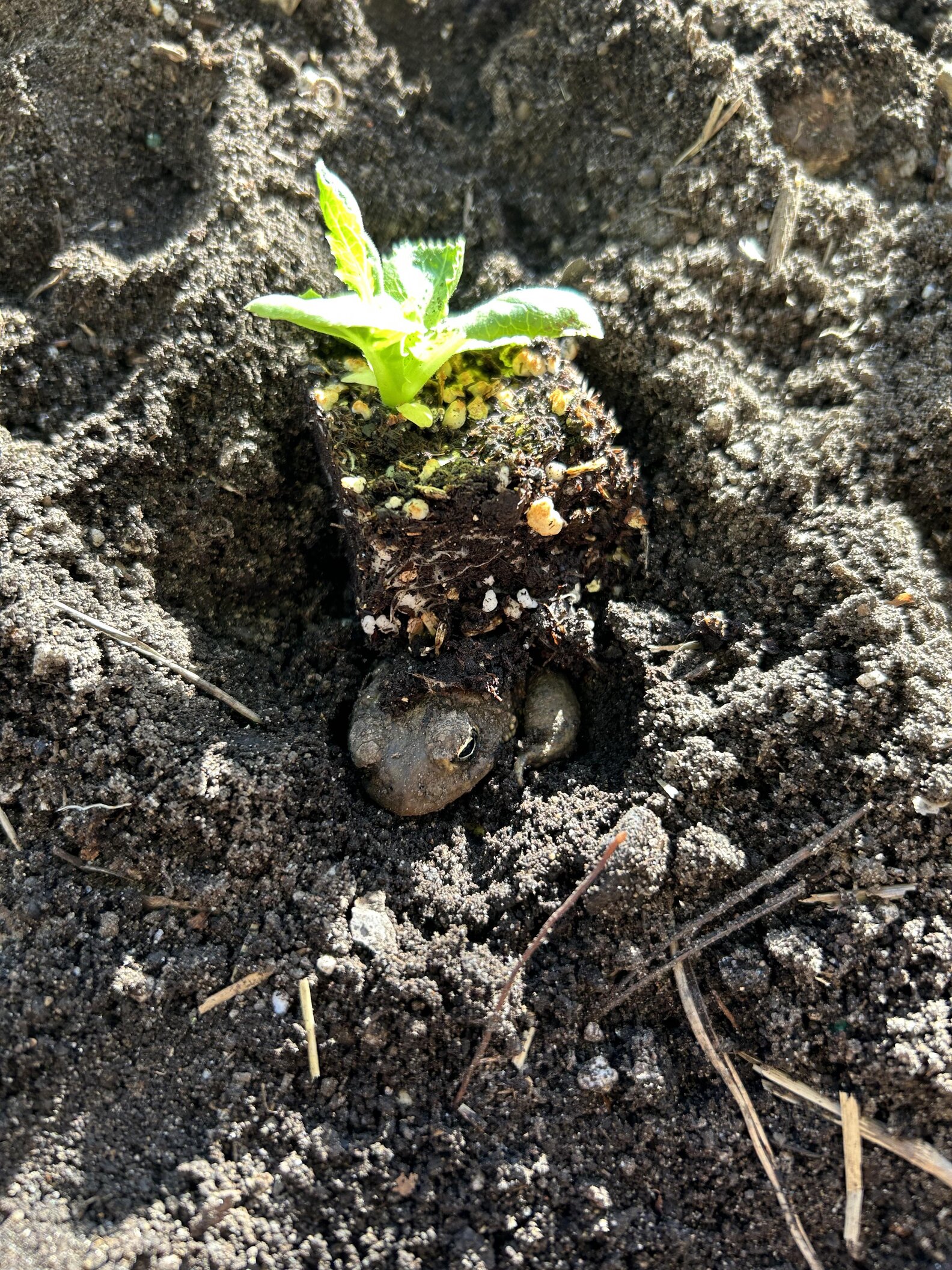Guy Setting Out New Plants In Garden Suddenly Realizes He's Not Alone ...