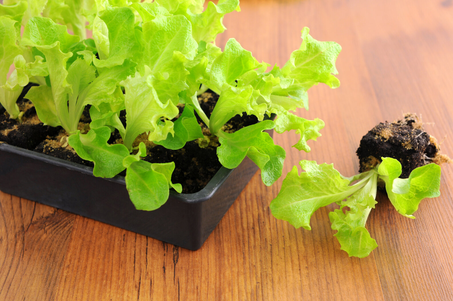 Guy Setting Out New Plants In Garden Suddenly Realizes He's Not Alone ...