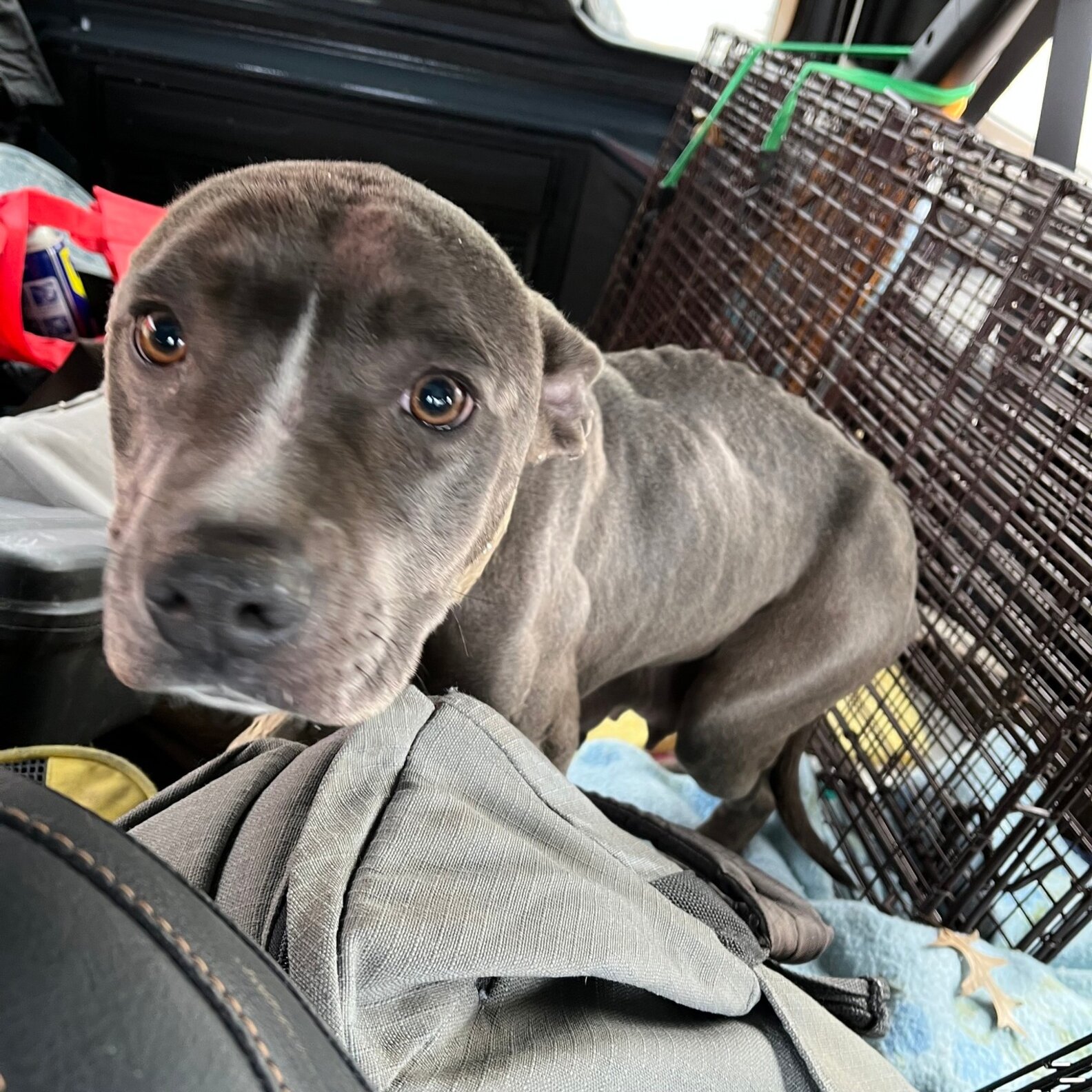 Rescuers Found Her Chained To A Snowy Doghouse — Then They Looked ...