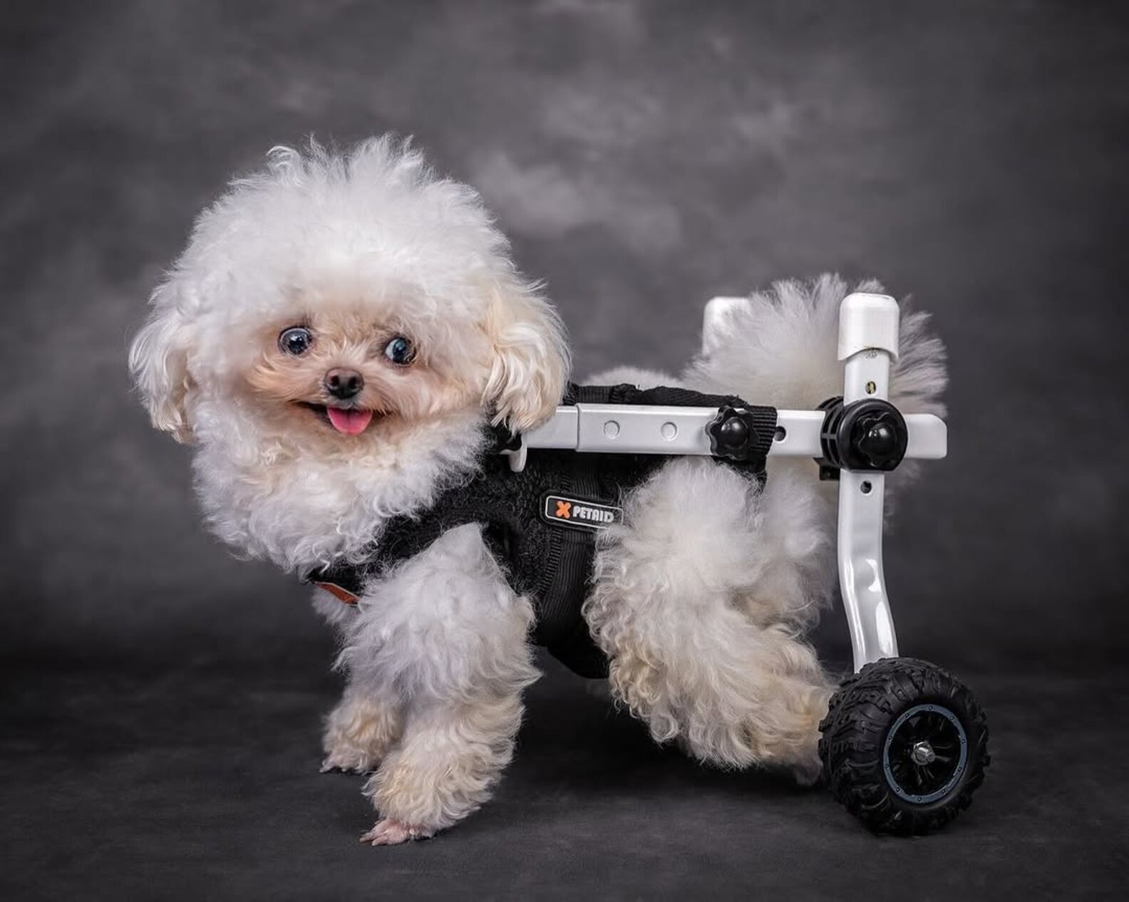 Everyone Is Falling In Love With This Adorably Quirky Rescue Dog - The Dodo