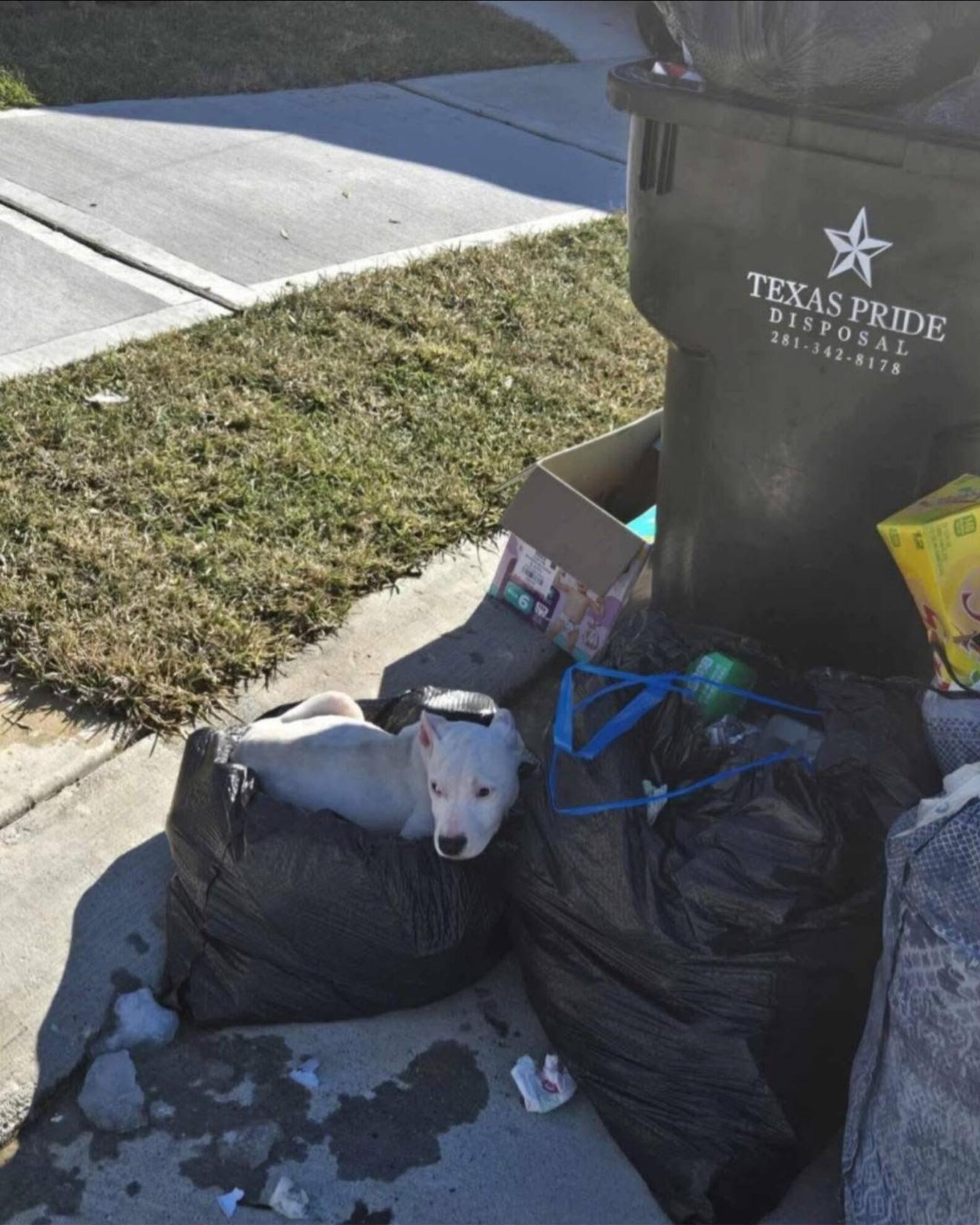 Woman Arriving Home From Work Finds Someone Curled Up By Her Trash Can ...