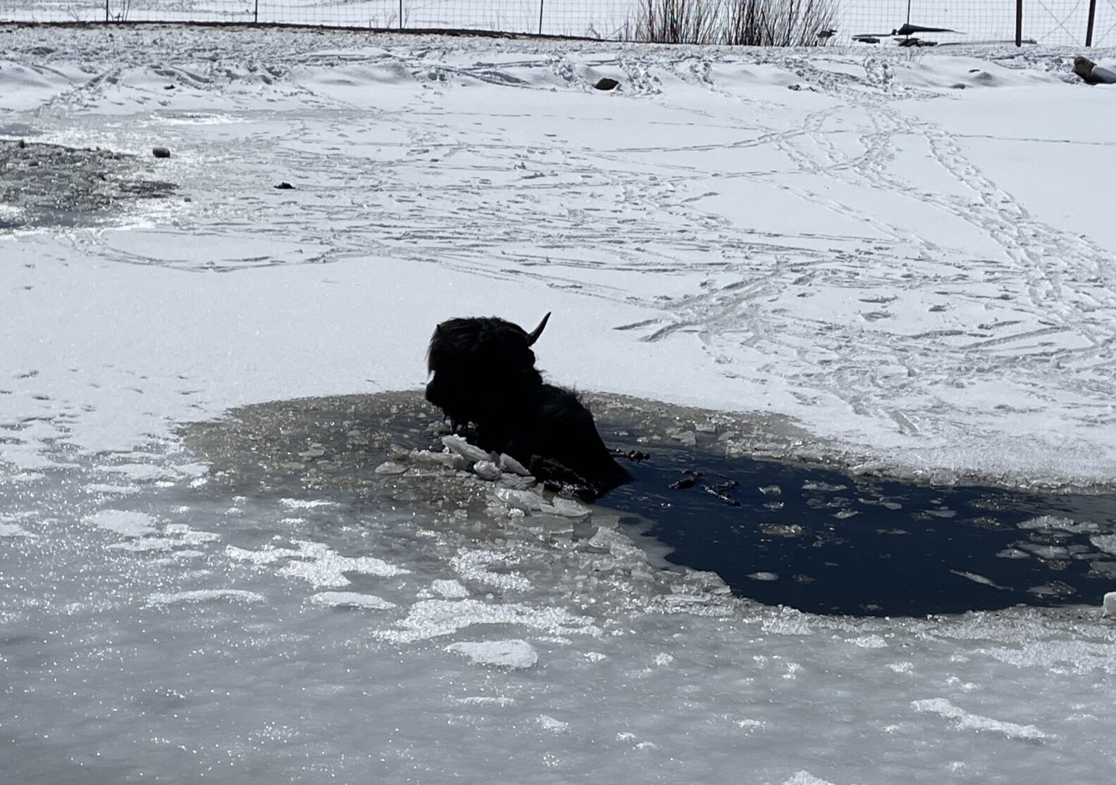 Firefighters Use Chainsaws To Save Giant Hairy Animal Submerged In Icy ...