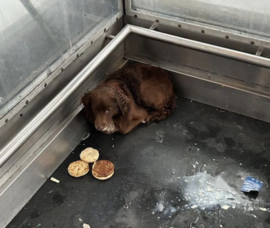 Railroad Workers Discover Someone Fluffy Hiding In Train Station ...