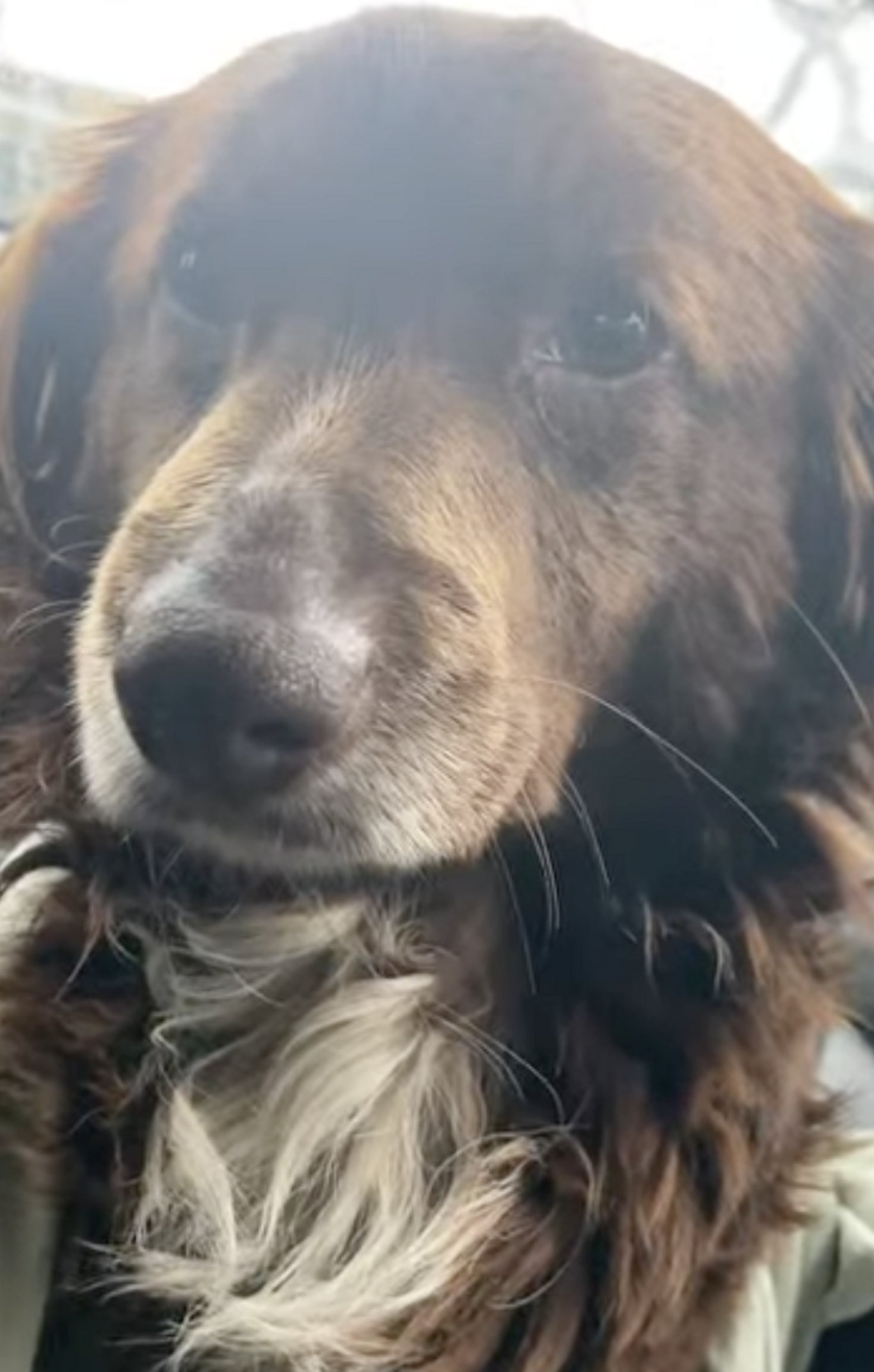 Railroad Workers Discover Someone Fluffy Hiding In Train Station ...
