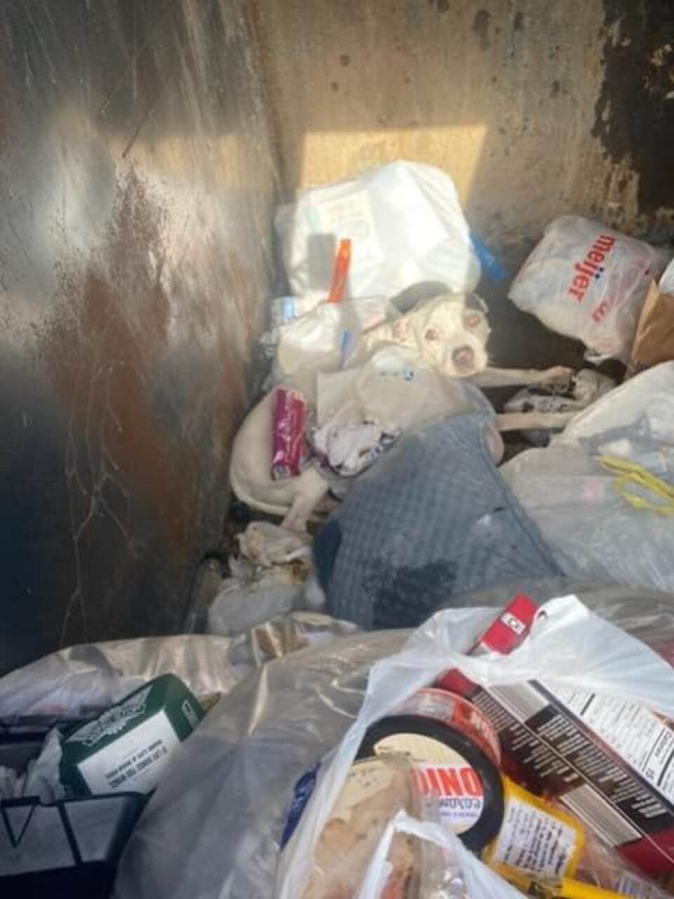 Police Open Dumpster Lid And See The Sweetest Face Staring Up At Them ...