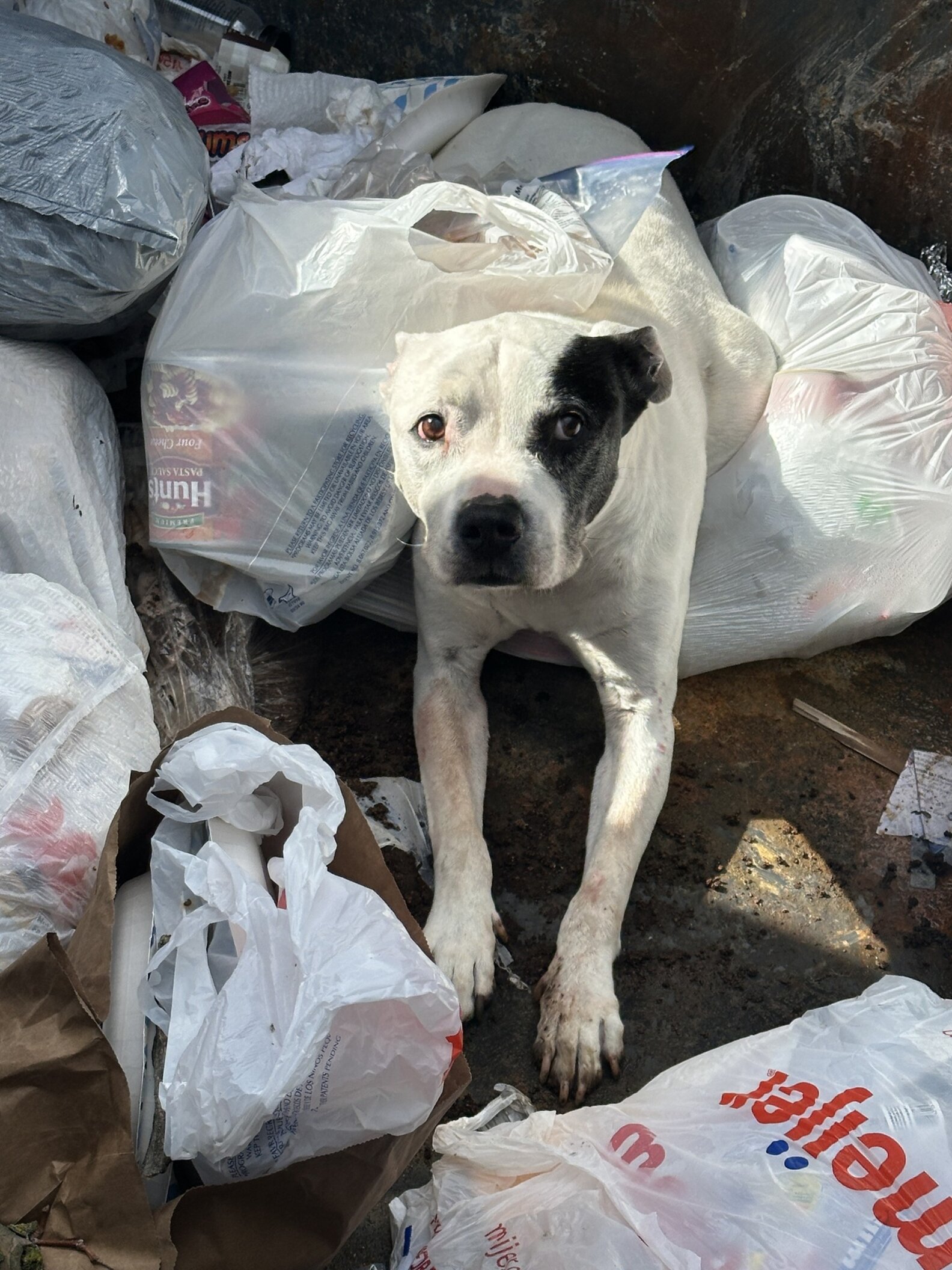 Police Open Dumpster Lid And See The Sweetest Face Staring Up At Them ...