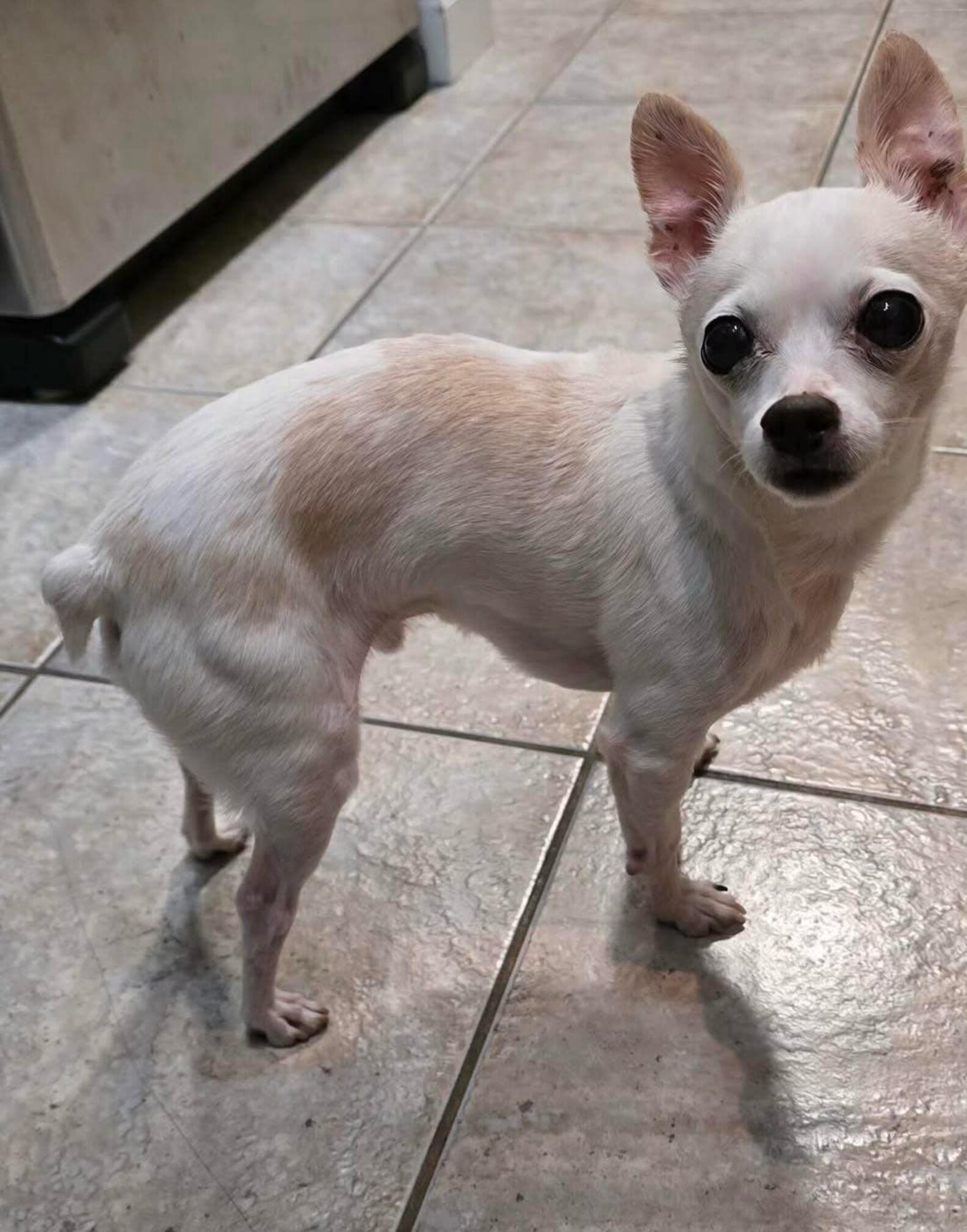 Rescuer Jumps Into Action After Seeing A Nose Poke Out Of Cardboard Box ...