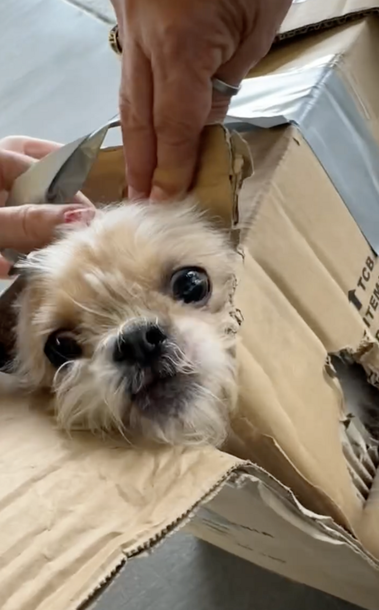 Rescuer Jumps Into Action After Seeing A Nose Poke Out Of Cardboard Box ...