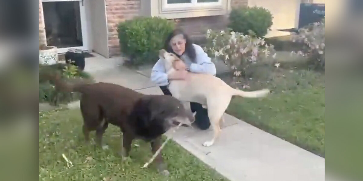 Watch Astronaut Reunite With Her Beloved Dogs After Spending Months In ...