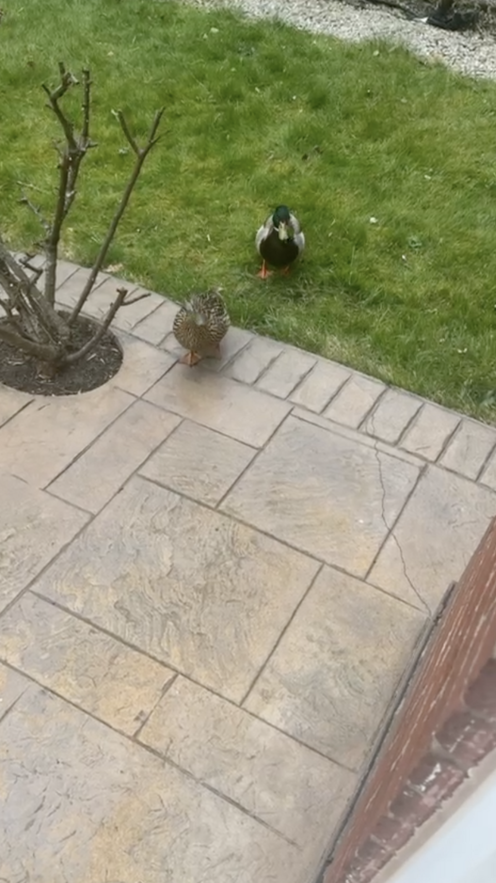 New Homeowners Find A Note That Says Their House Comes With Ducks - The ...