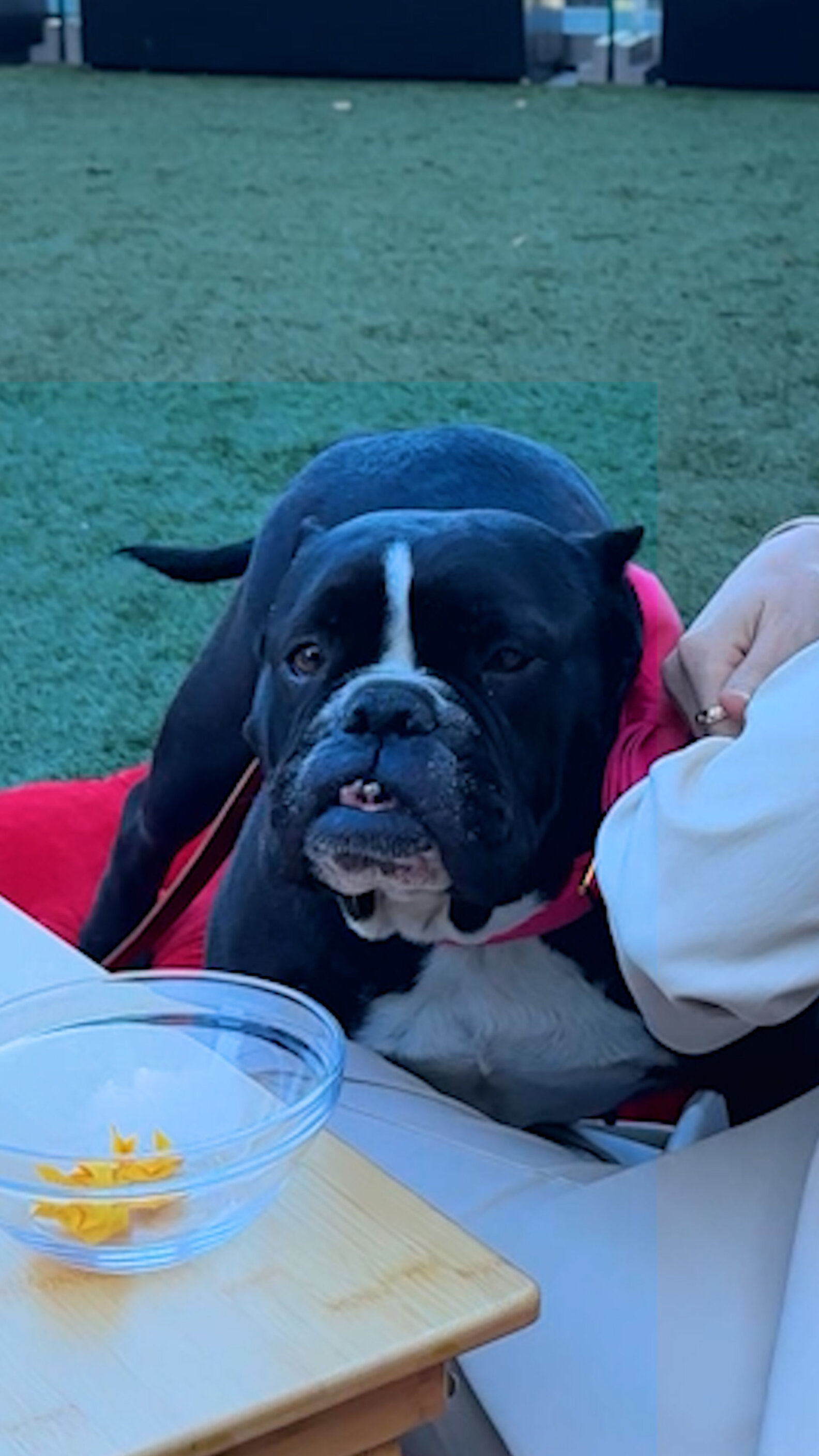 Ana de Armas Goes On A Very Sophisticated Dodo Dream Date - The Dodo