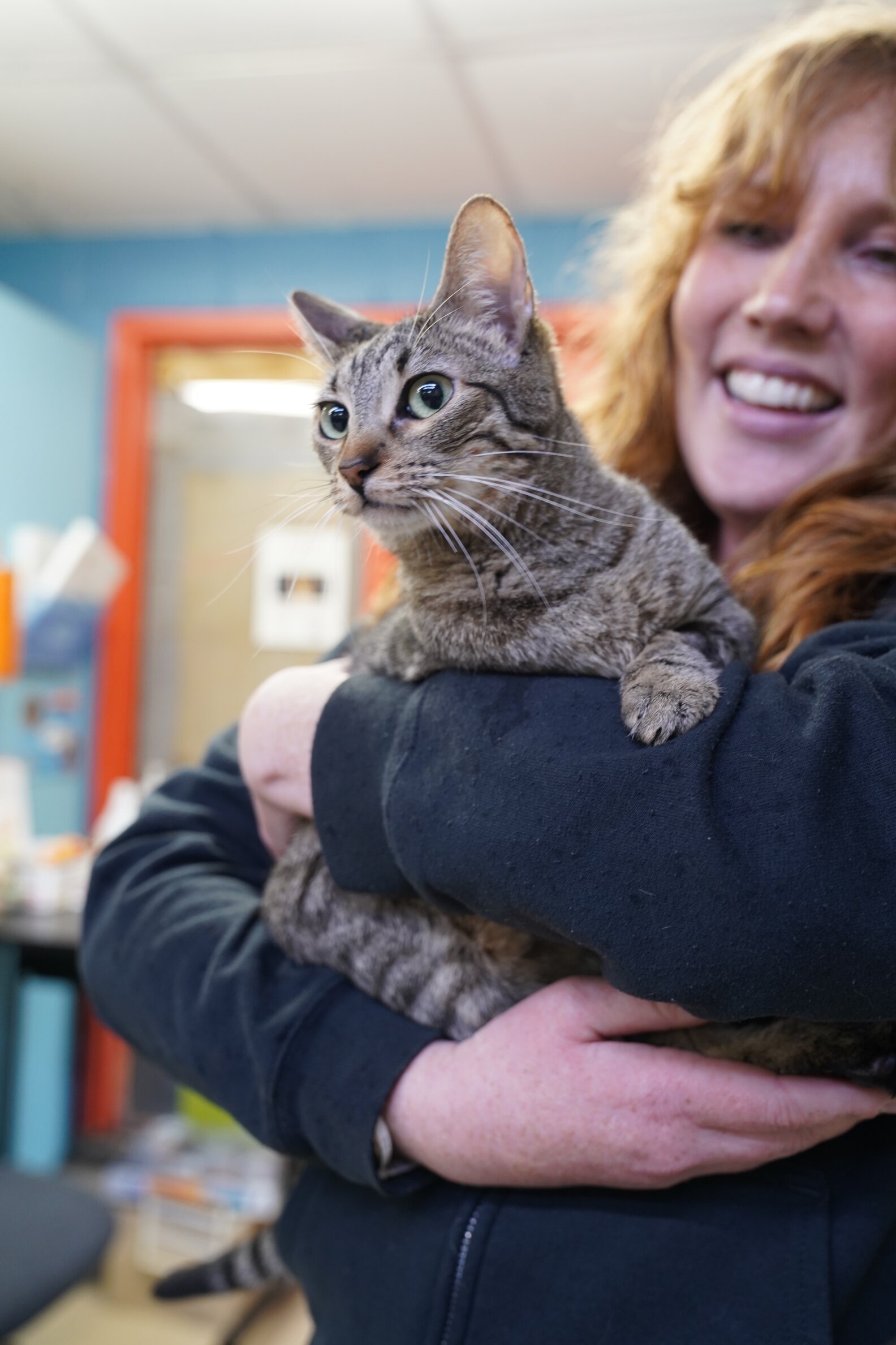 Rescuers Witness 'Miracle' As Paralyzed Cat Stands Up And Walks Again ...