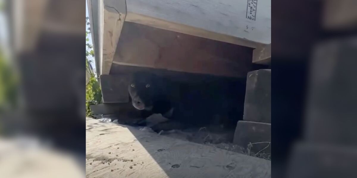 Couple Finds Scared Dog Under A House — Then Realize She's Protecting ...